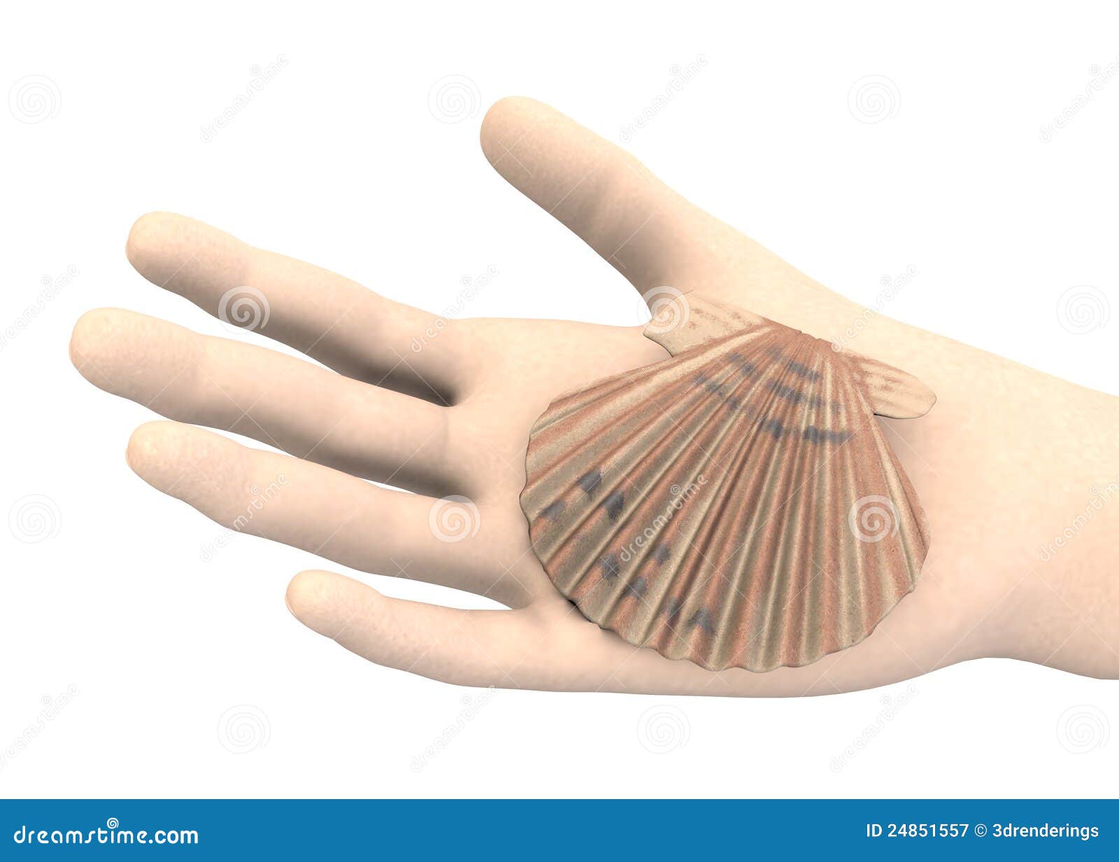 Hand with shell1 stock illustration. Illustration of human - 24851557