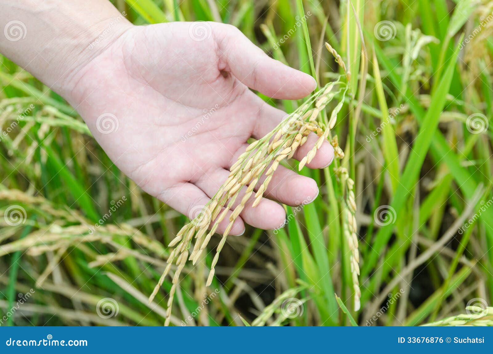 Hand showing rice stock photo. Image of ecology, grass - 33676876