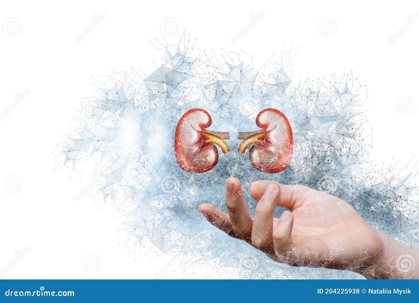 Hand shows the kidneys stock photo. Image of connections - 204225938