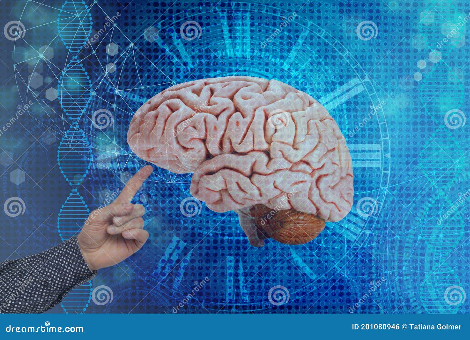 Hand Shows a Model of the Human Brain, the Concept of Medical Health ...