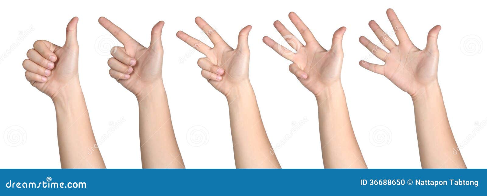 Hand Sign Posture Number 1-5 Isolated Stock Photo - Image of adult ...