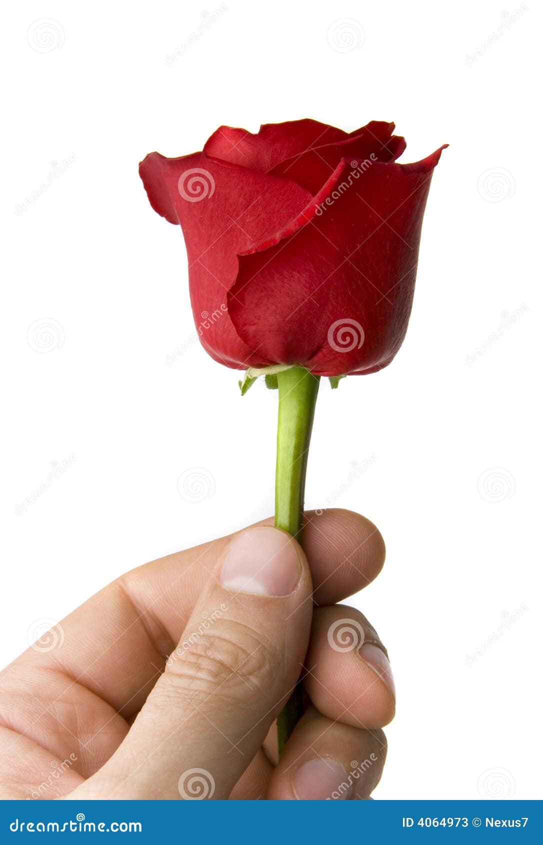 Hand With Single Red Rose Stock Photos - Image: 4064973
