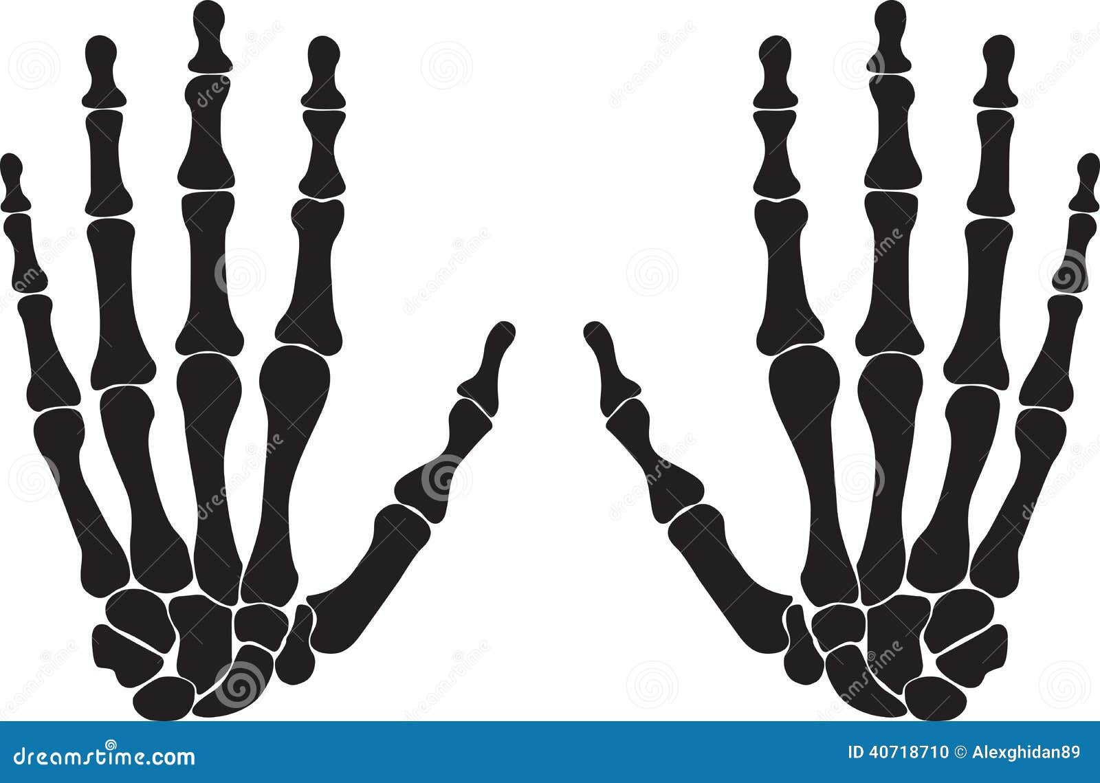 Hand skeleton stock vector. Illustration of pieces, body - 40718710