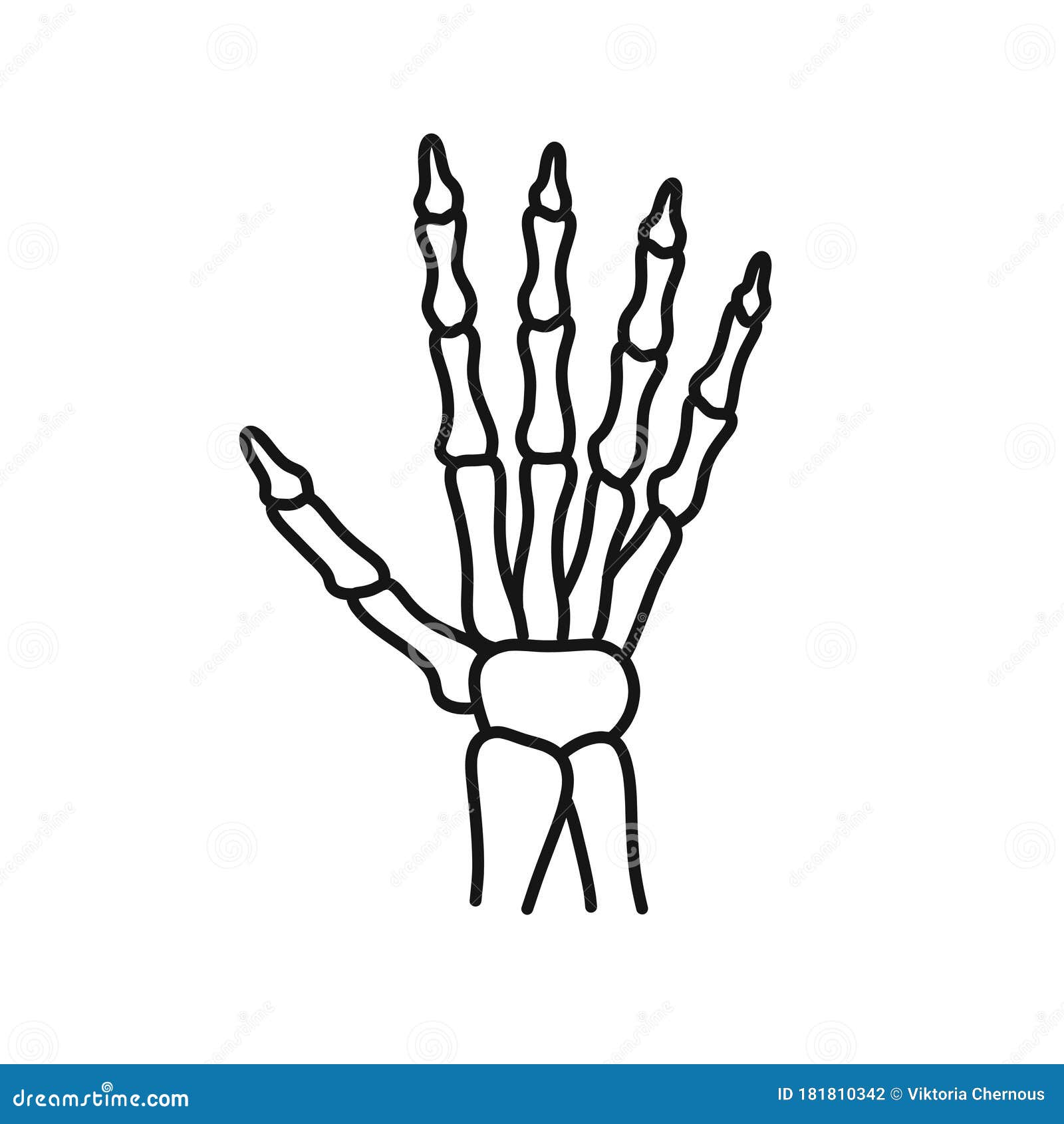 Hand Skeleton Doodle Icon, Vector Illustration Stock Illustration ...