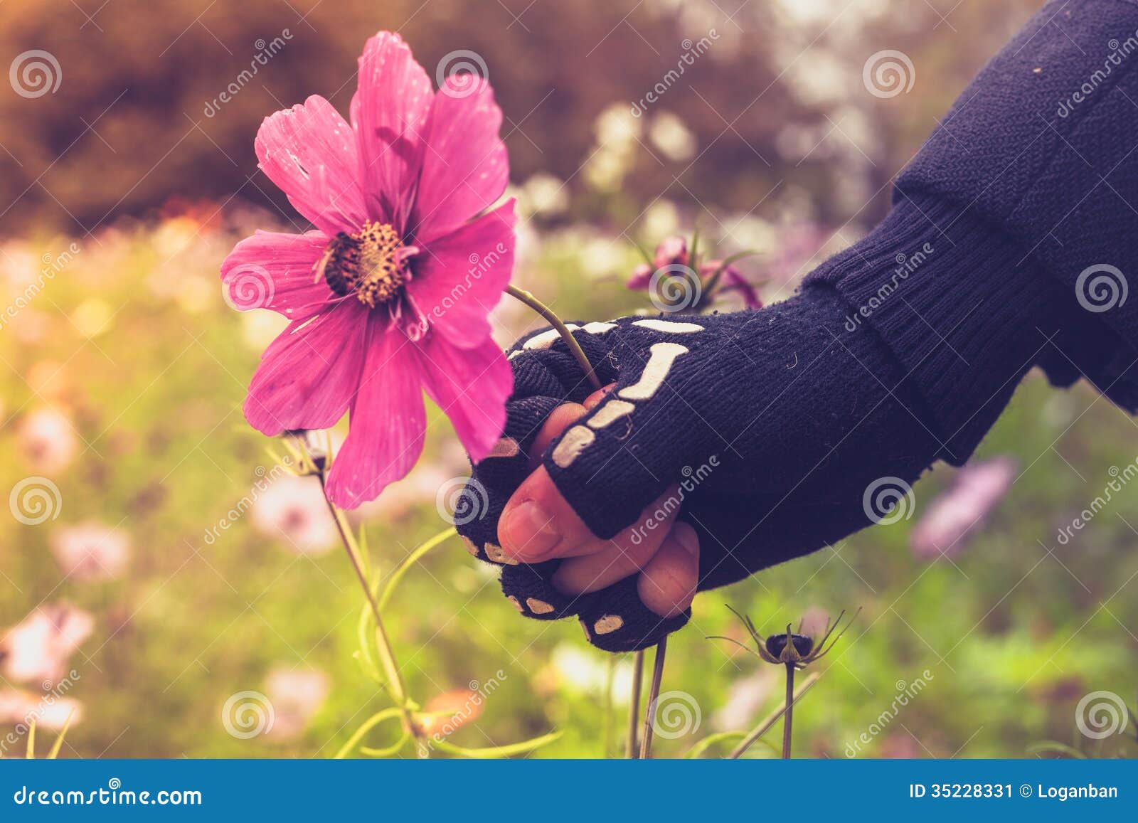Hand in Skeleton Glove is Violently Grabbing Flower with Bee Stock ...