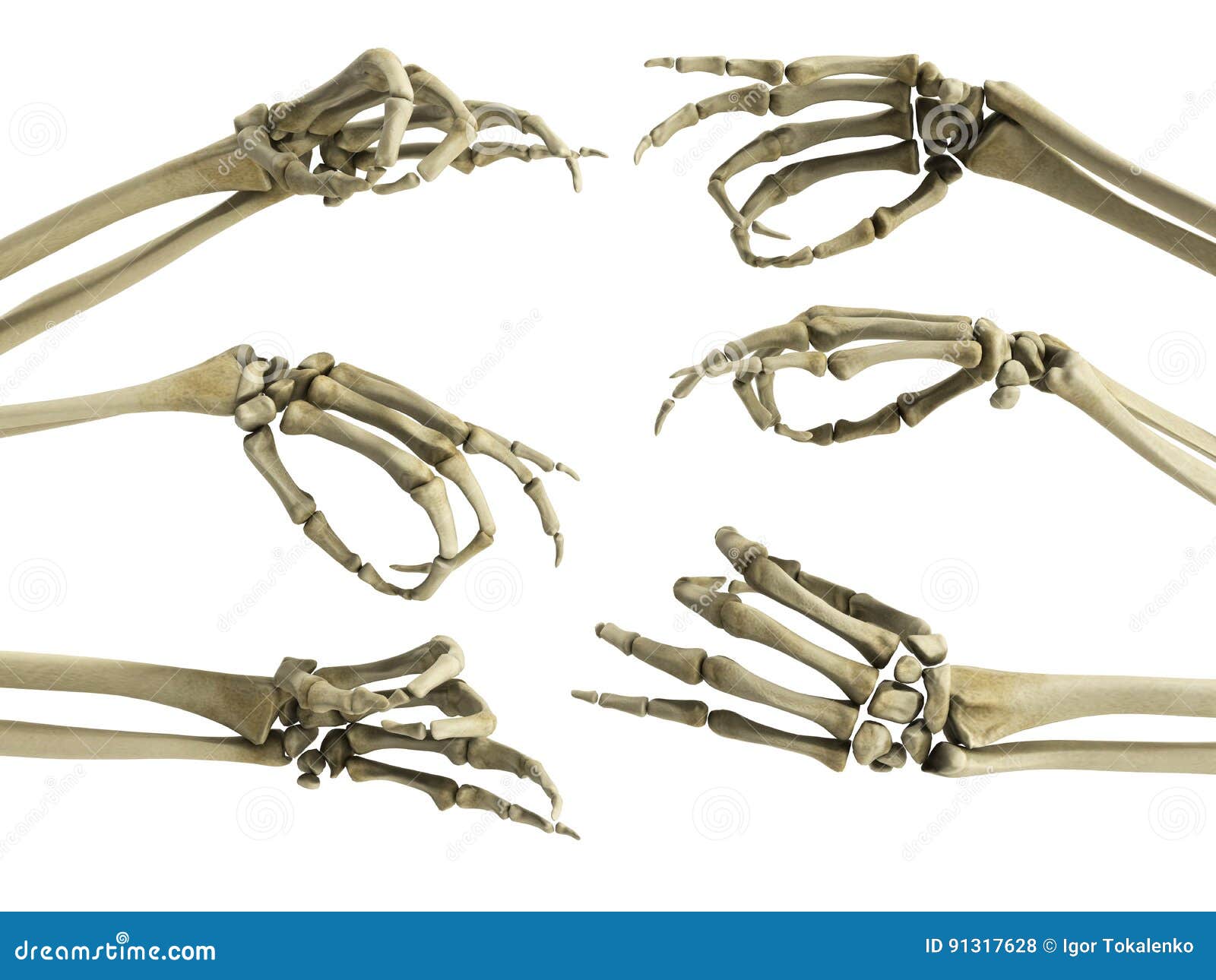 Hand Skeleton Shows Fingers 3d Render on White Stock Illustration ...