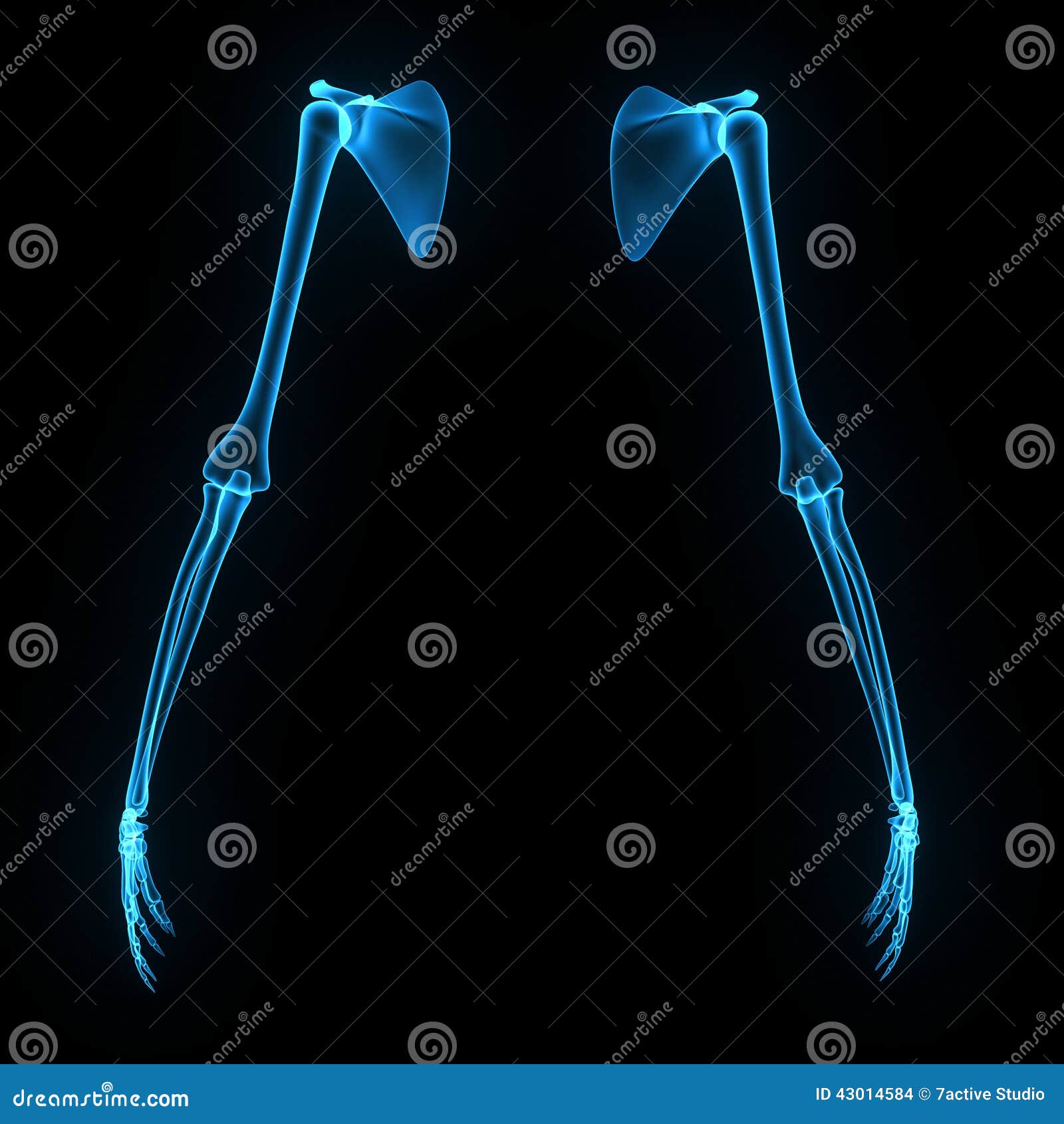 Hand (Skelett): Humerus-, Ellbogengelenk, Radius Und Elle Stock ...