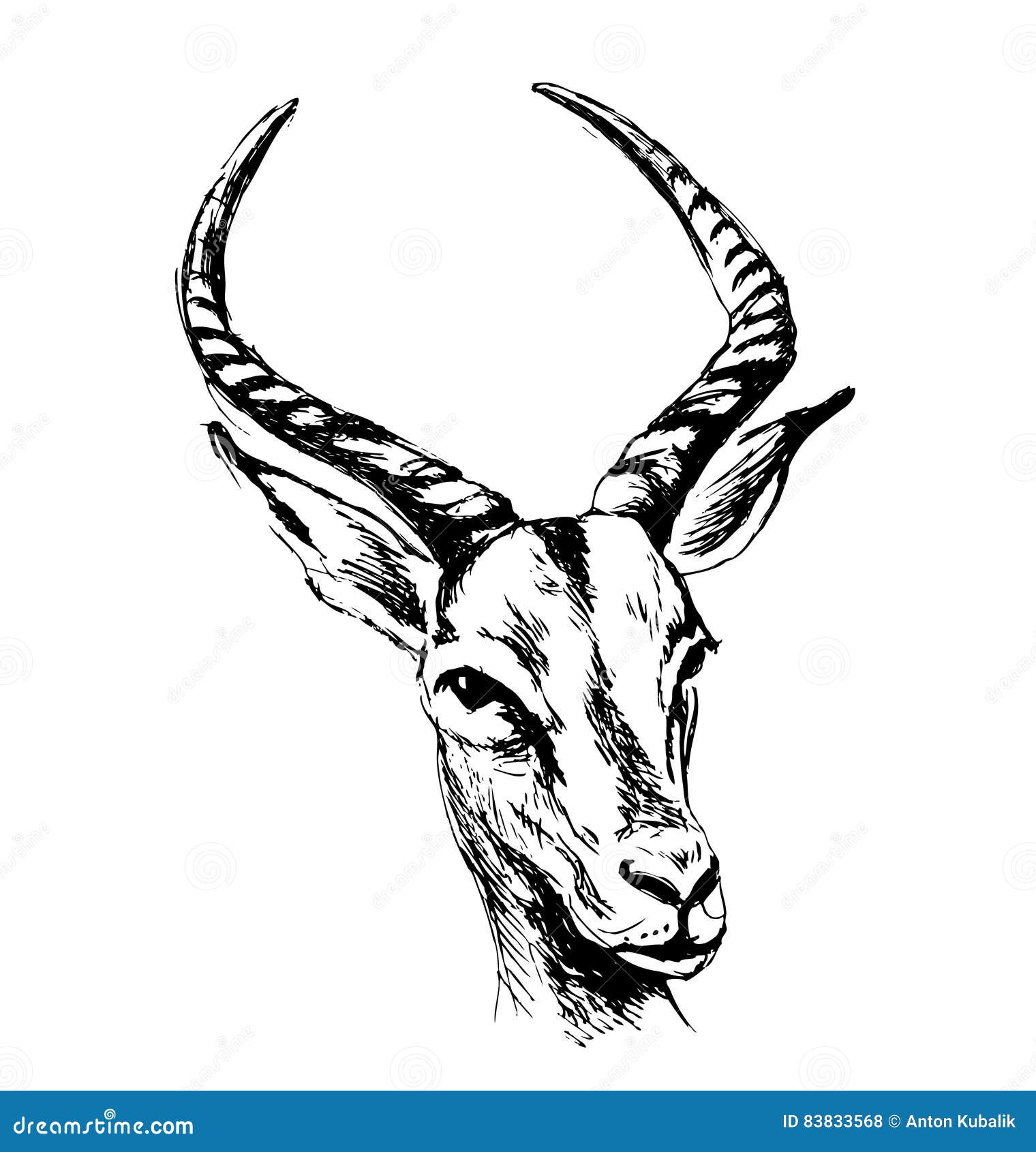 Hand sketch antelope head stock vector. Illustration of africa - 83833568