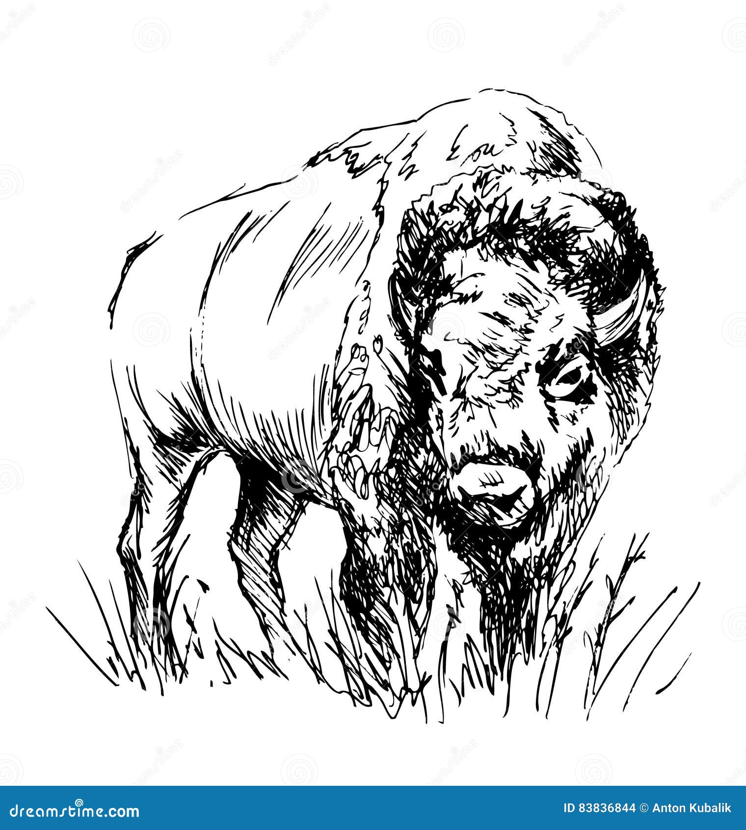 Hand sketch bison stock vector. Illustration of domestic - 83836844