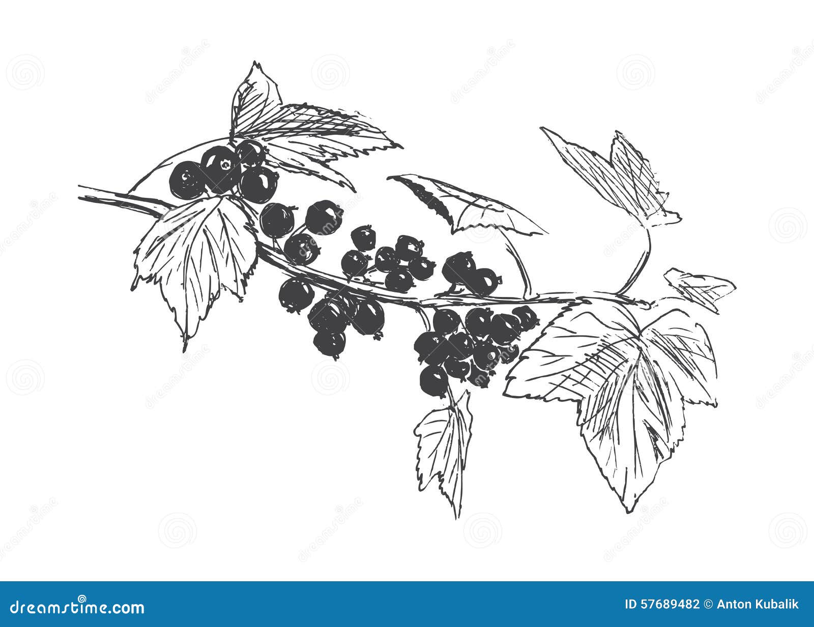 Hand sketch blackcurrant stock vector. Illustration of office - 57689482