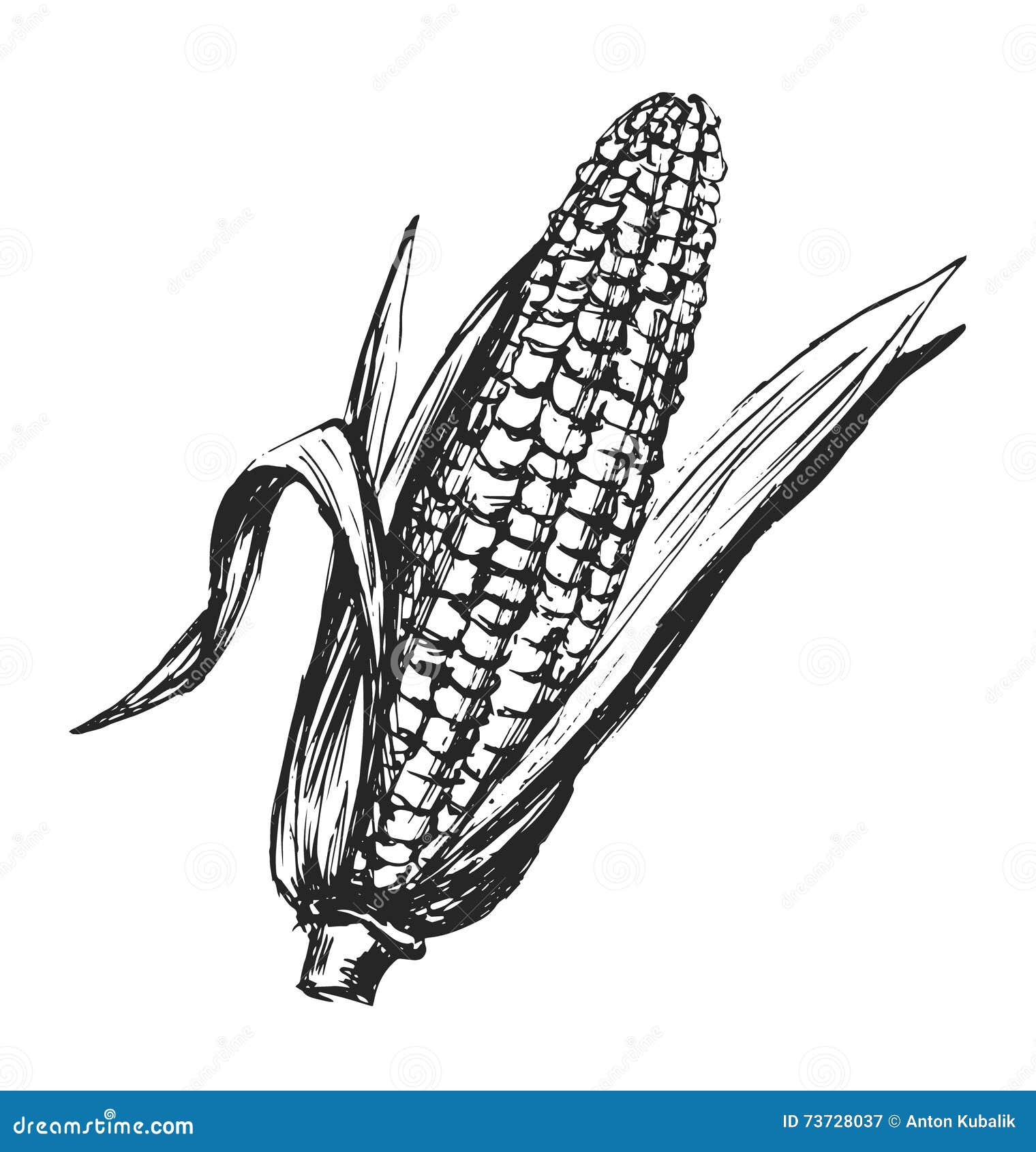 Hand sketch corn stock vector. Illustration of vegetable - 73728037