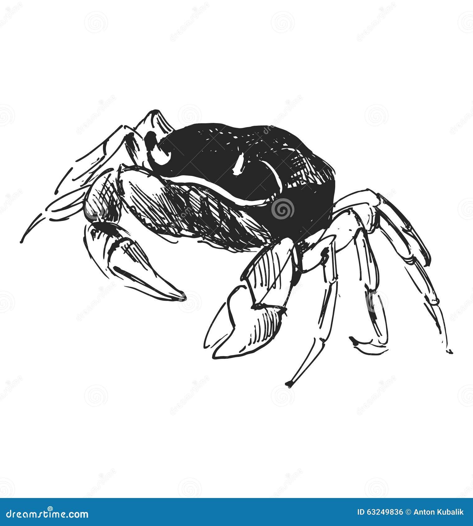 Hand sketch crab stock vector. Illustration of icon, nautical - 63249836