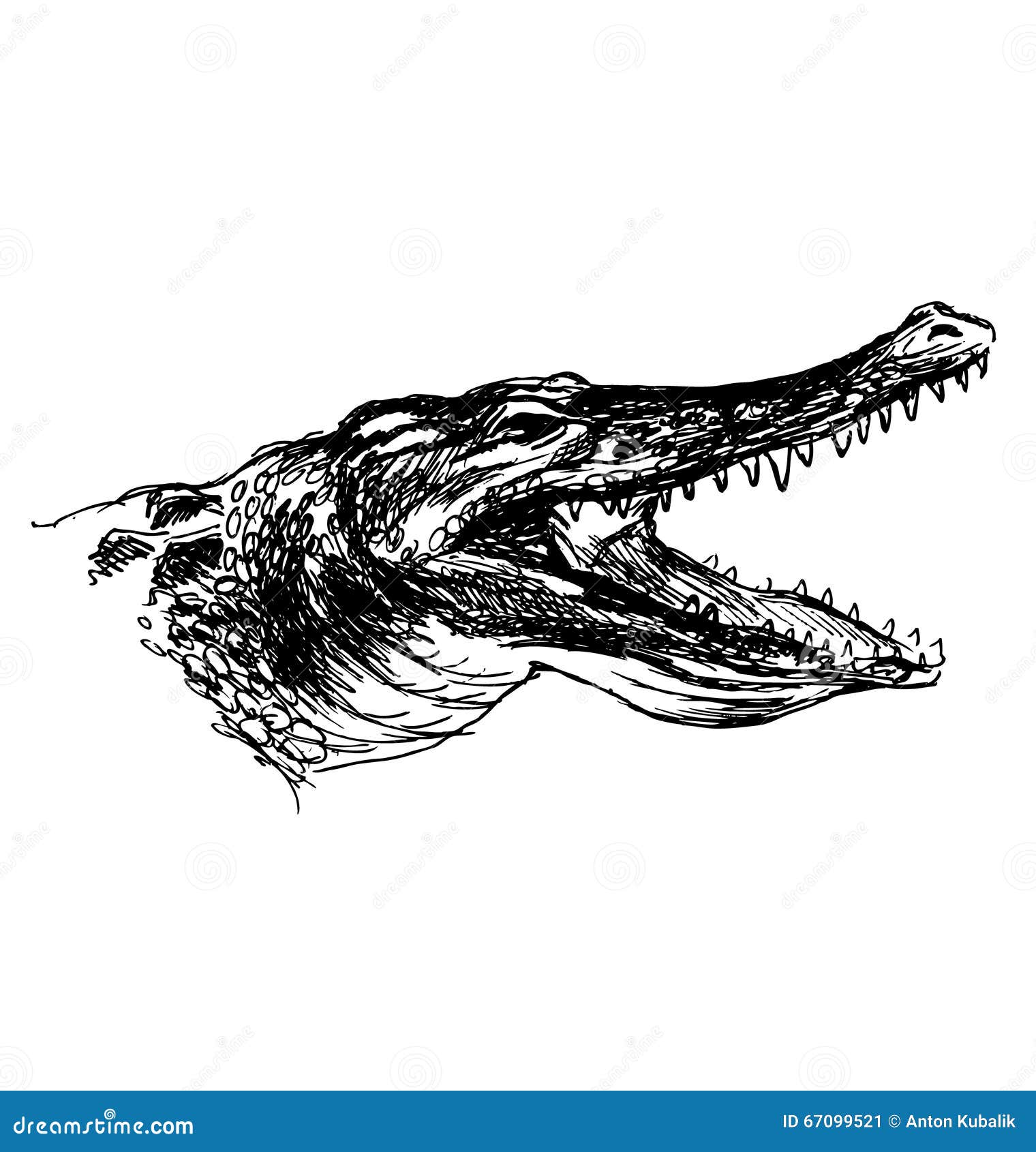 Crocodile Head Vector Illustration | CartoonDealer.com #63345148