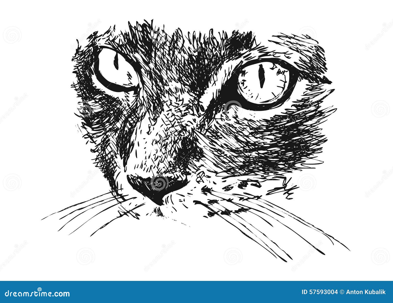 Hand sketch of detail cat stock vector. Illustration of mammal - 57593004