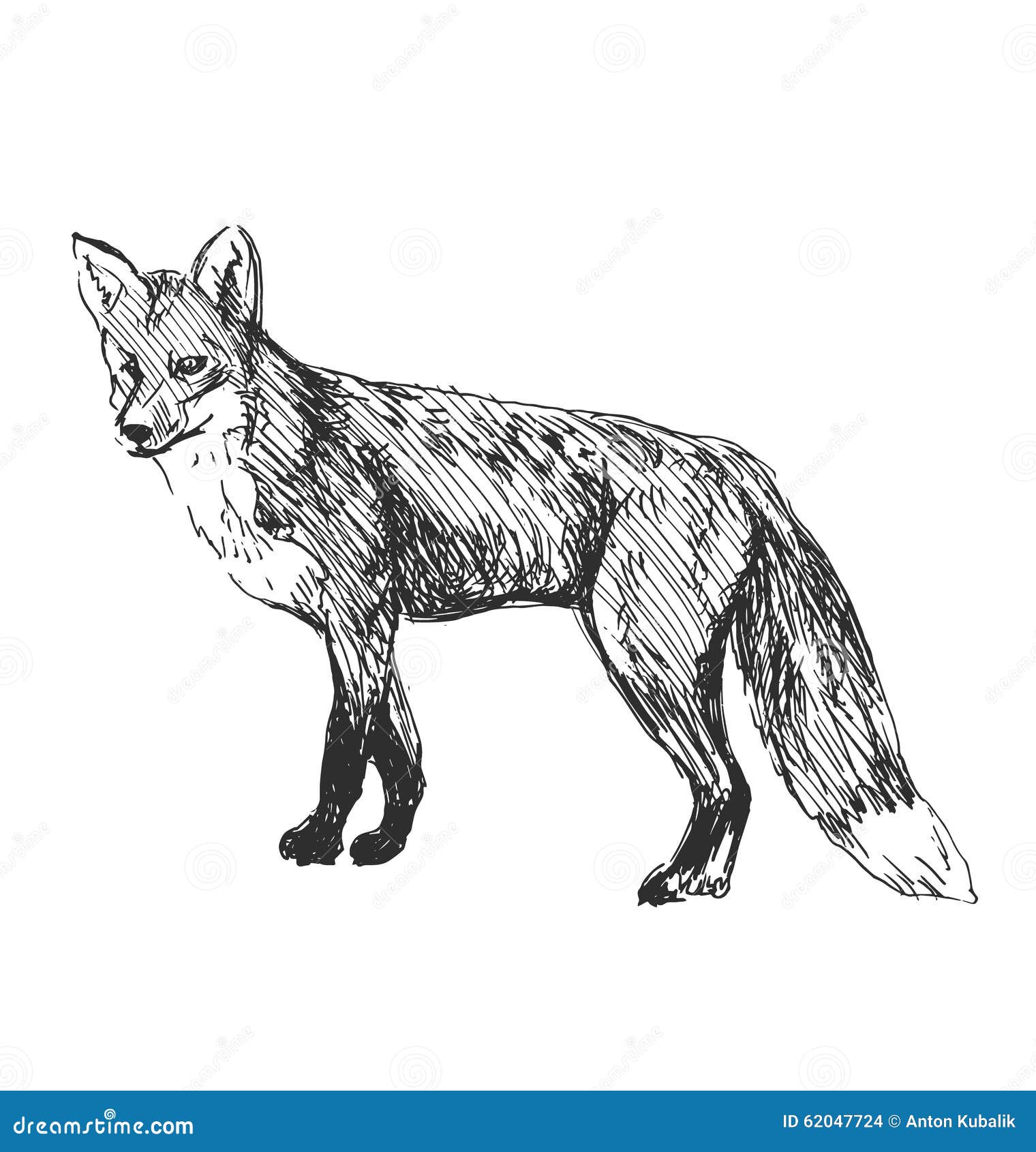 Hand sketch fox stock vector. Illustration of isolated - 62047724