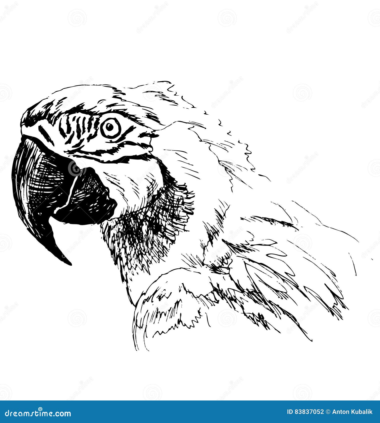 Hand sketch head ara stock vector. Illustration of sketch - 83837052