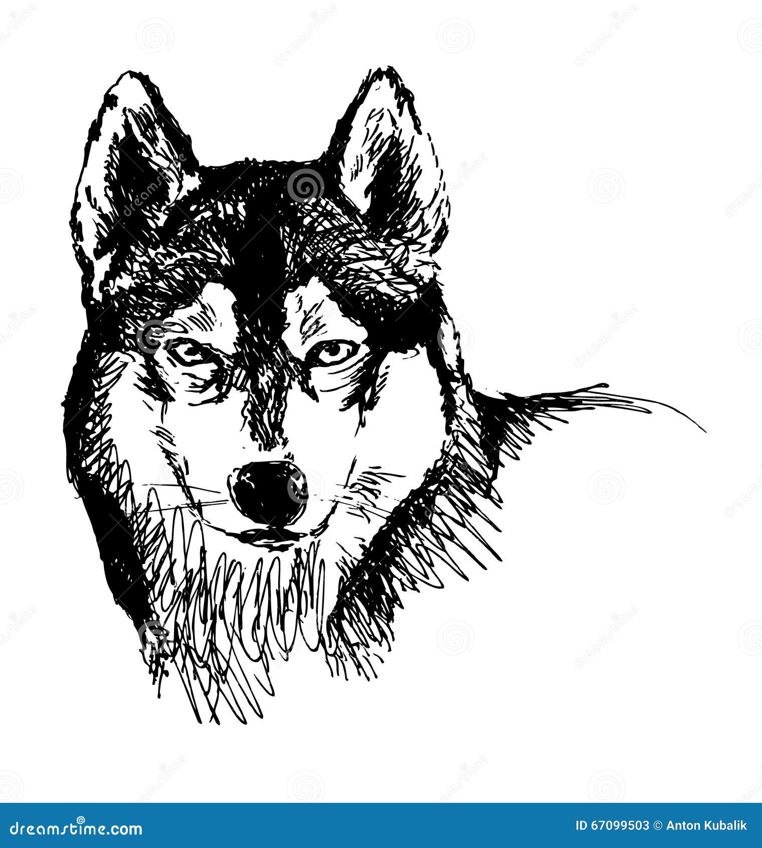 Hand sketch head husky stock vector. Illustration of doggy - 67099503