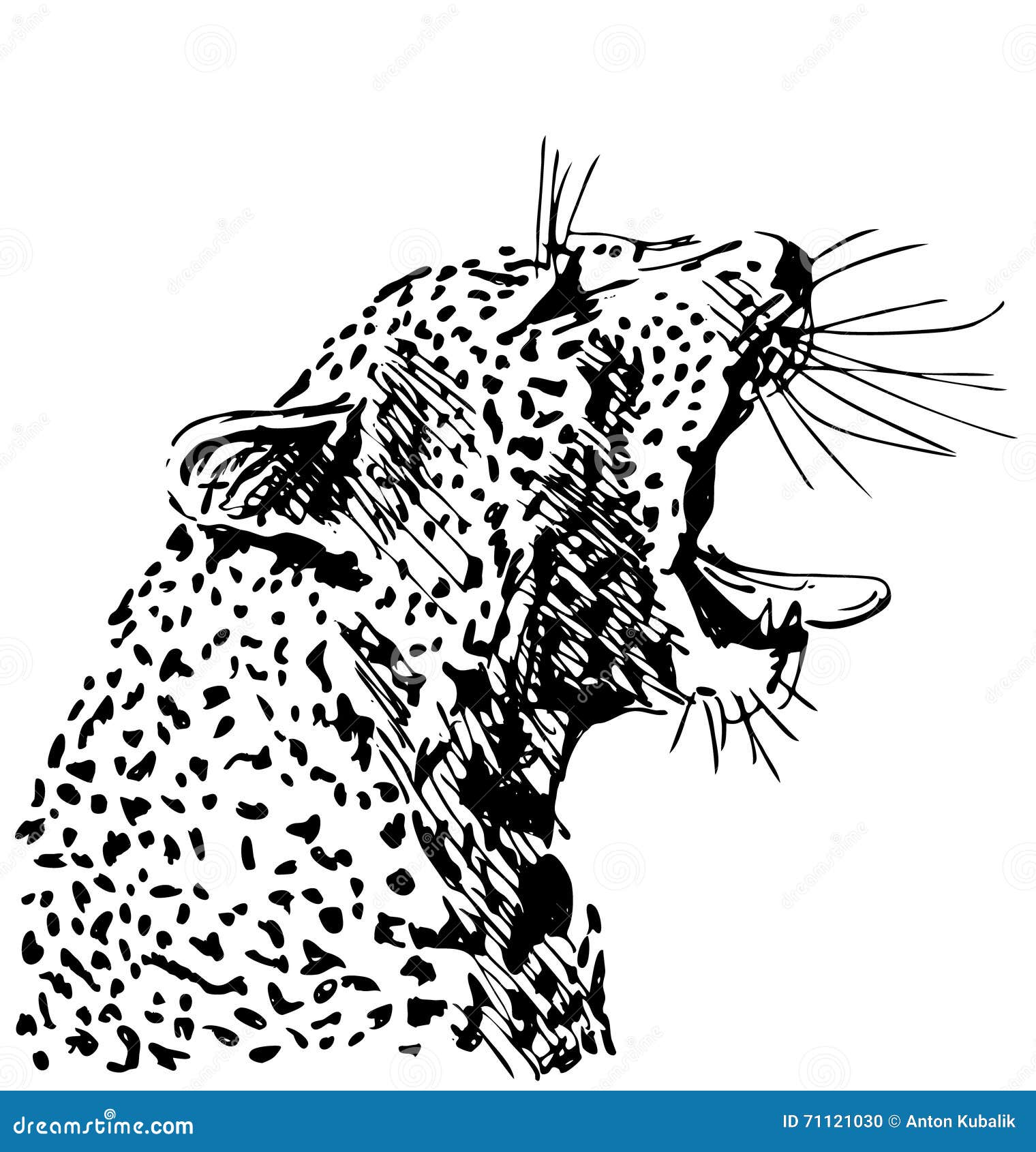 Hand Sketch Of The Head Of A Roaring Leopard Stock Vector - Image: 71121030