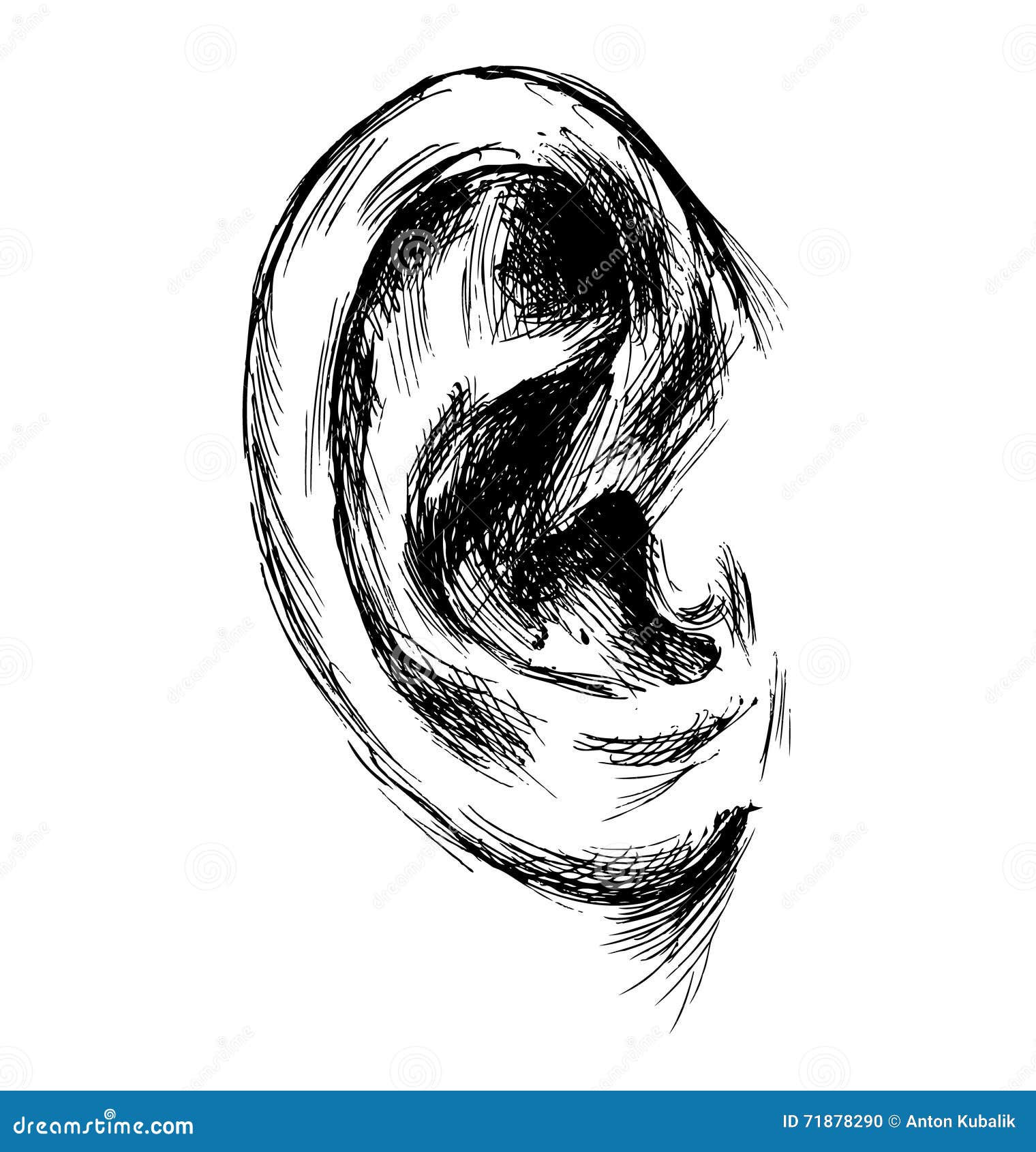 Hand Sketch Of The Human Ear Vector Illustration | CartoonDealer.com ...