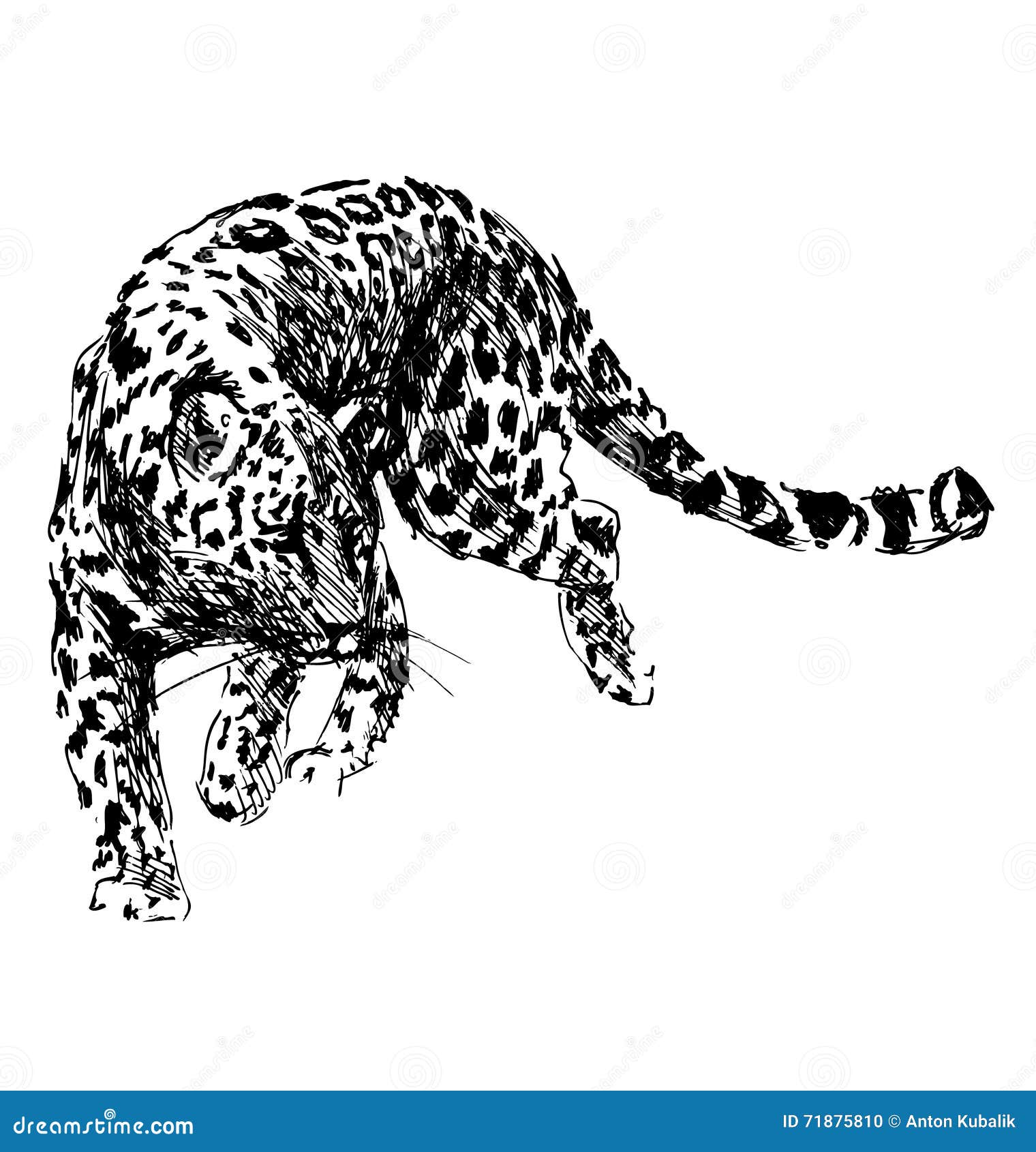 Hand sketch leopard stock vector. Illustration of nature - 71875810