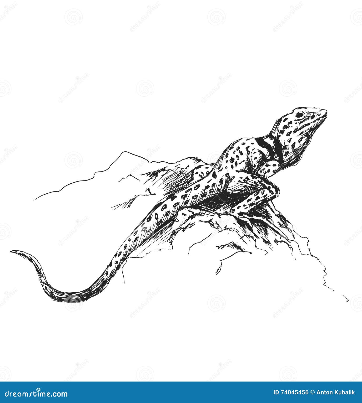 Hand Sketch Lizard On Rock Vector Illustration | CartoonDealer.com ...