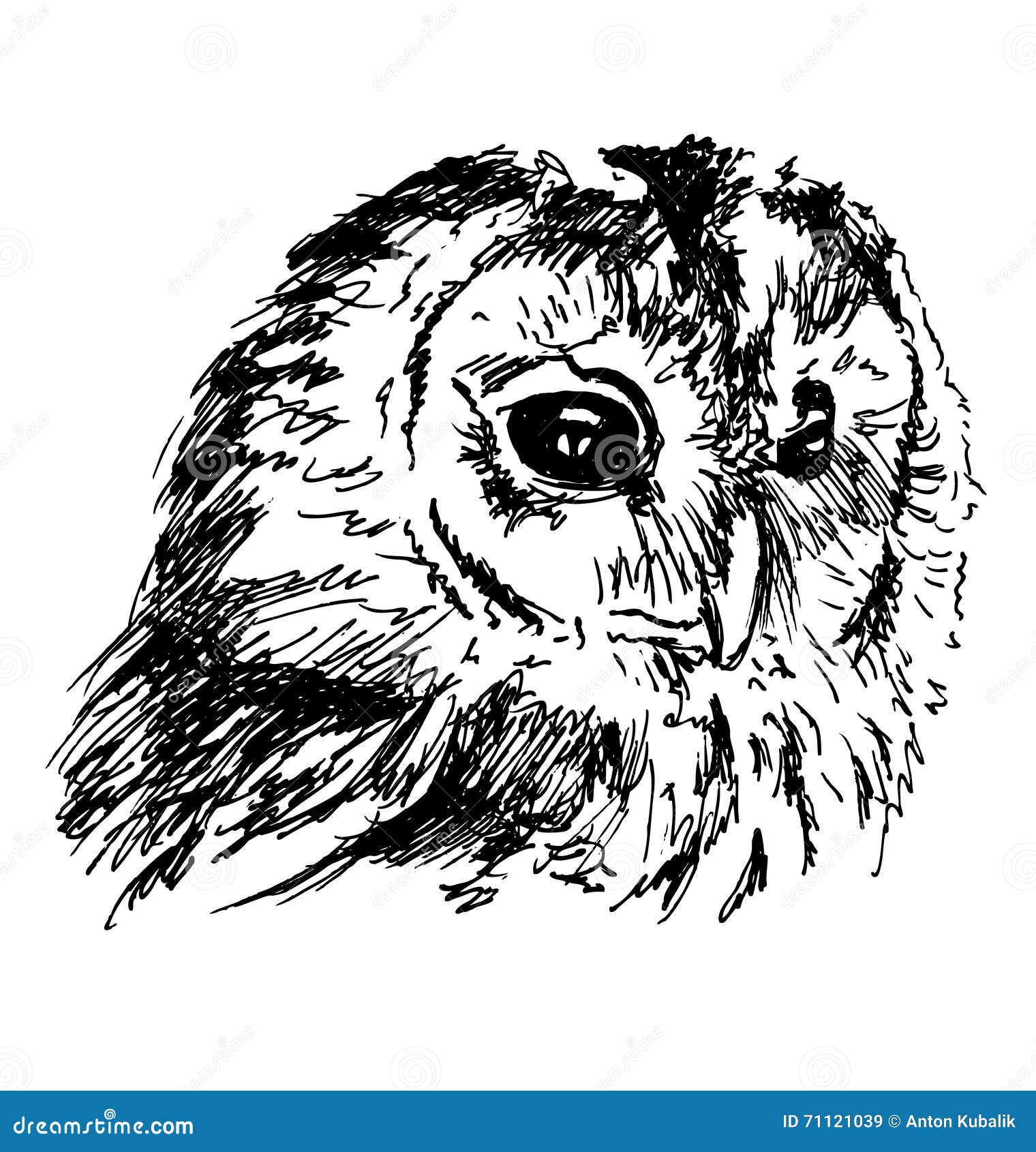 Hand sketch owl head stock vector. Illustration of vertebrate - 71121039