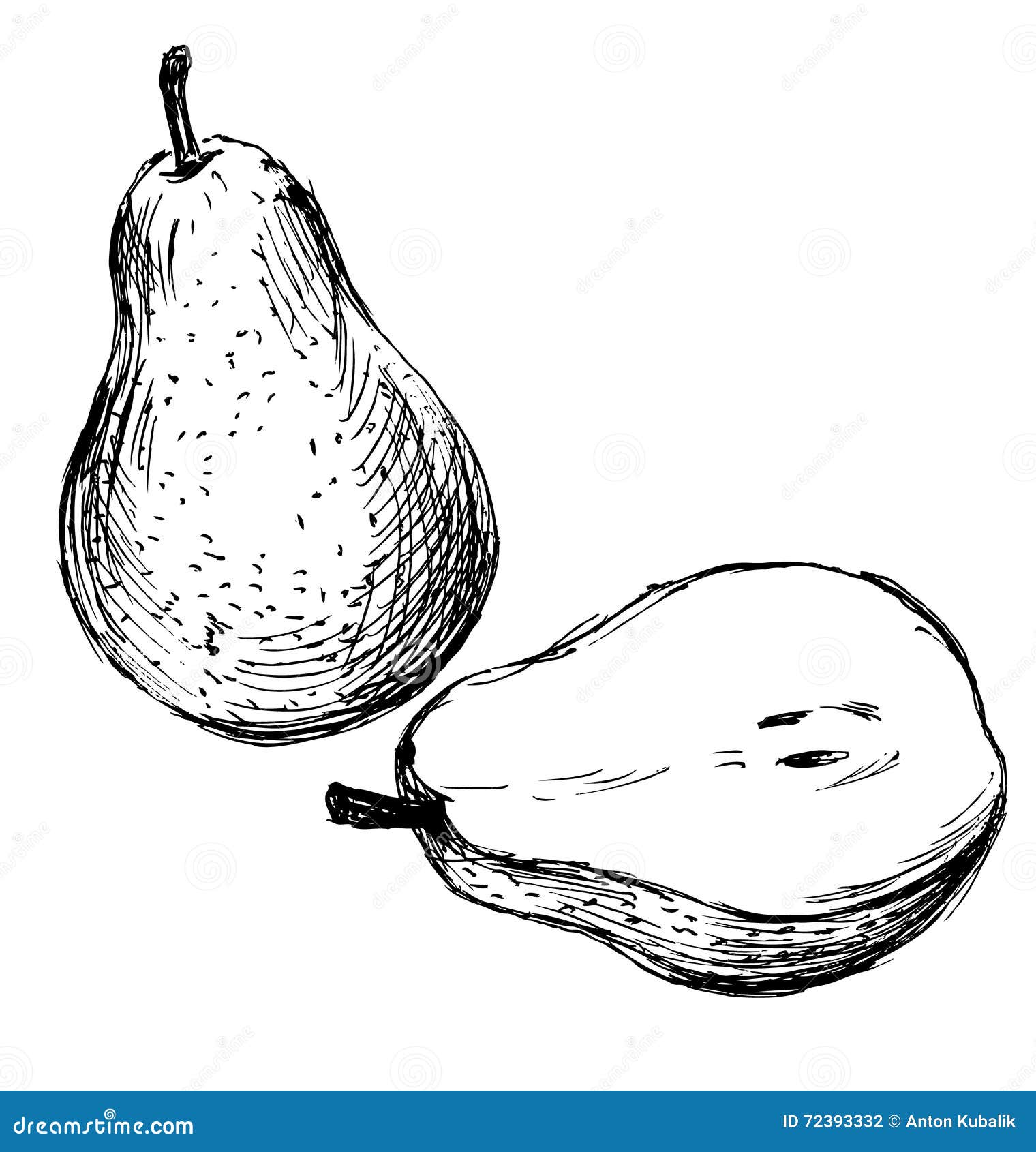 Hand sketch pears stock vector. Illustration of isolated - 72393332