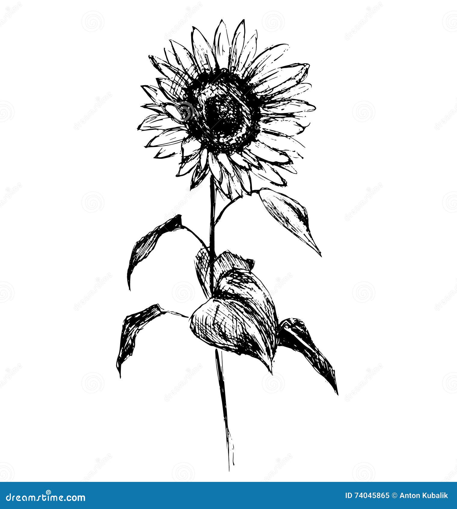 Hand sketch sunflower stock vector. Illustration of season - 74045865