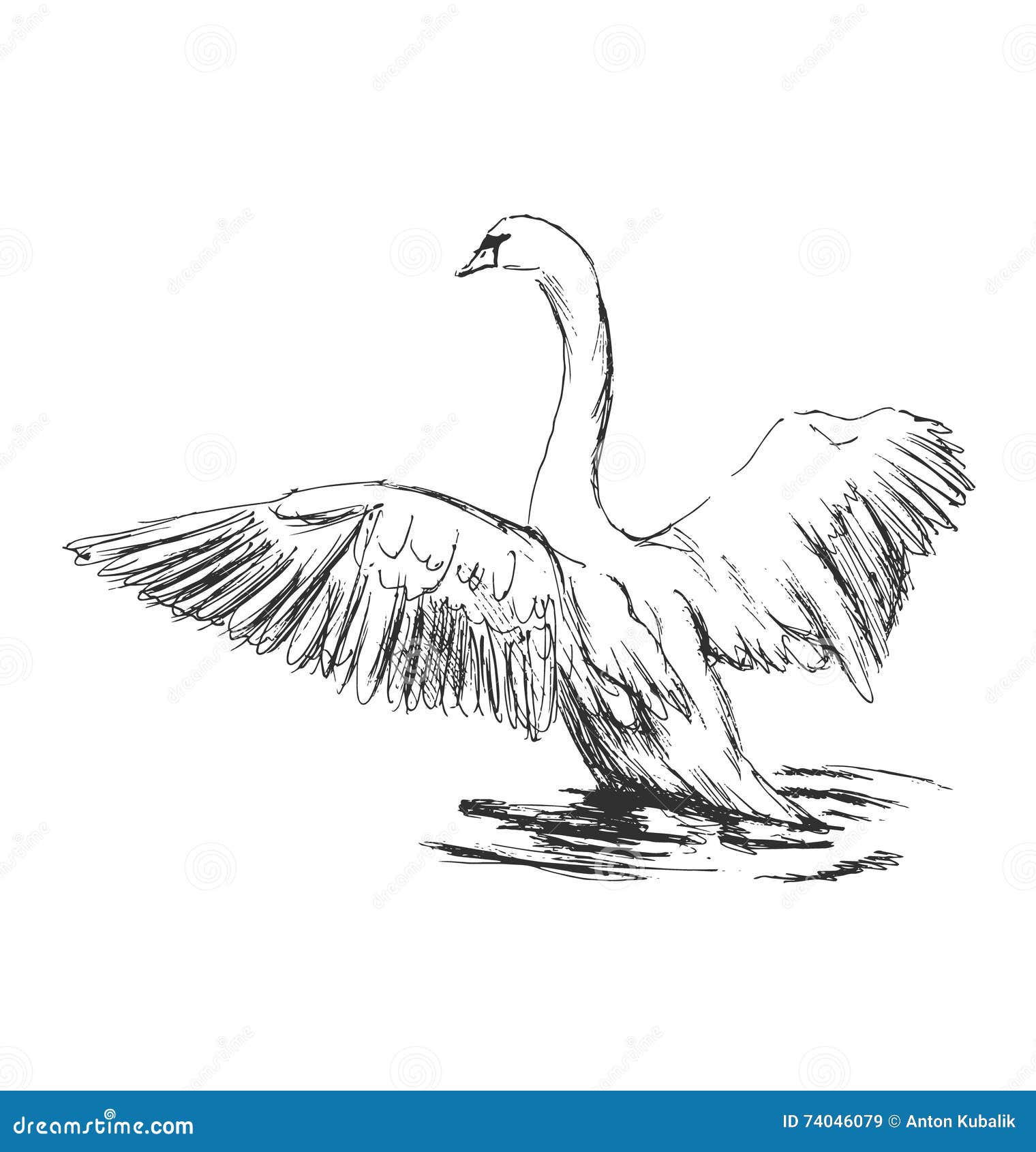 Hand Sketch Swan Taking Off Stock Vector - Illustration of wildlife ...