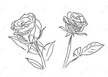 Hand sketch of two roses stock vector. Illustration of draw - 52229460