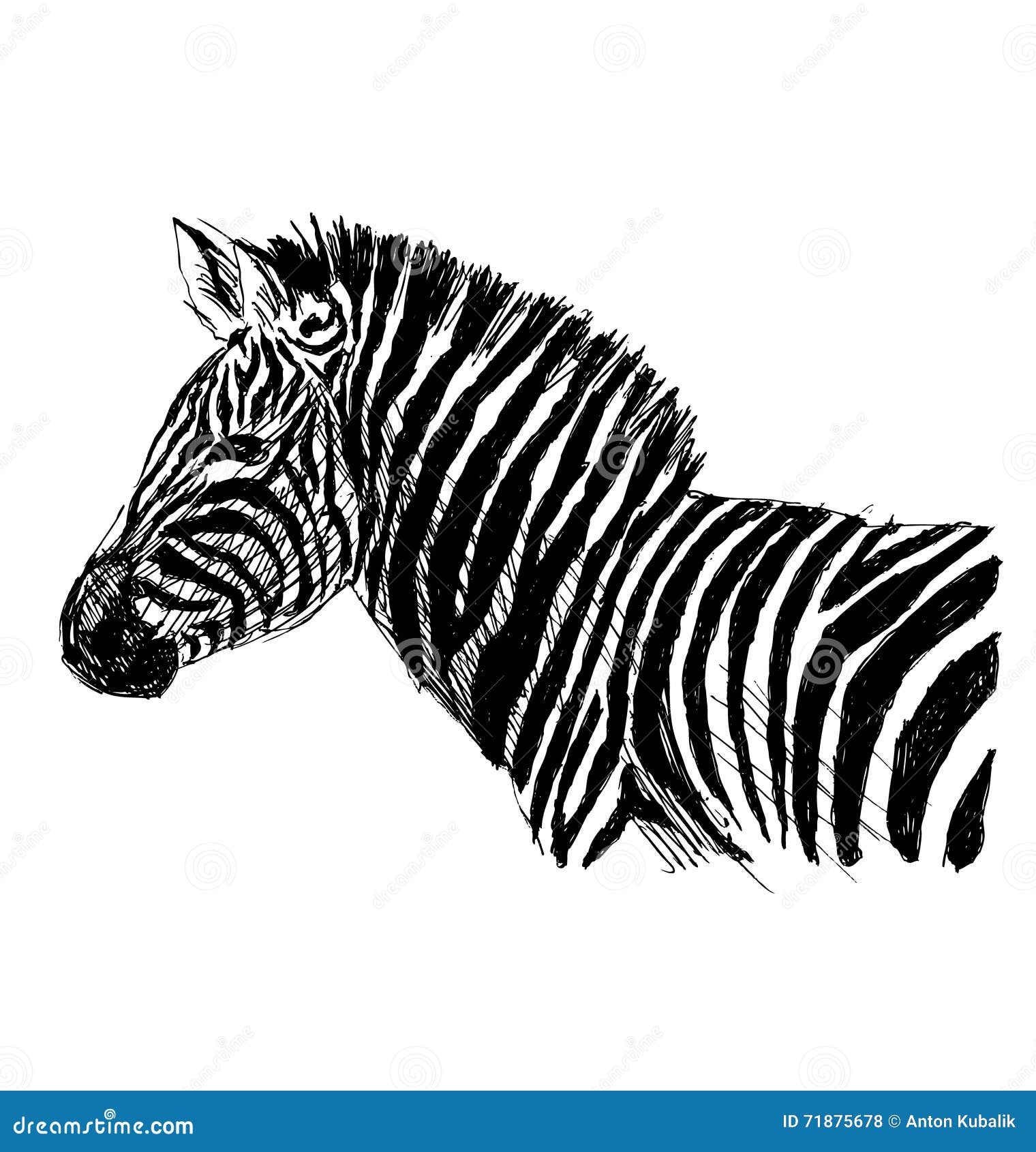 Hand sketch zebra side stock vector. Illustration of draw - 71875678