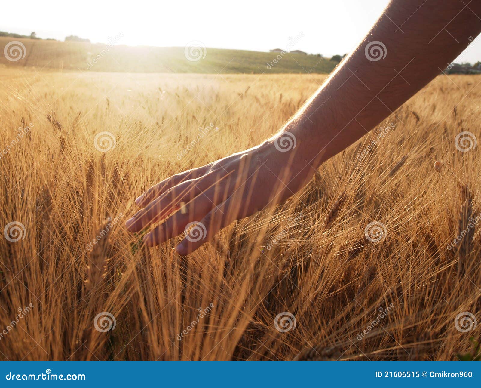 Hand Slide Threw the Wheat Field Stock Image - Image of cereal, farm ...