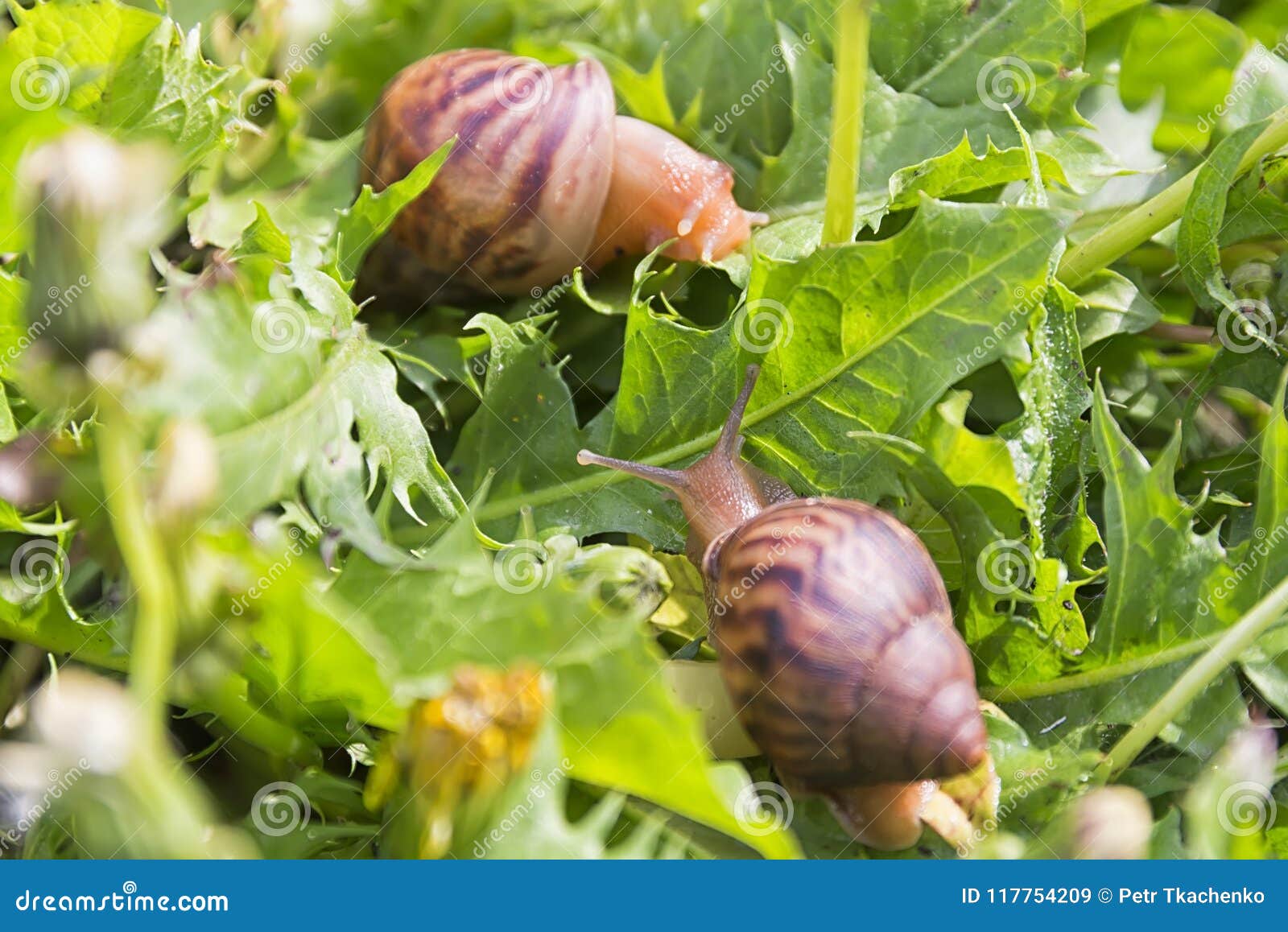 Hand Snails of Walk in the Grass Stock Image - Image of hand, green ...