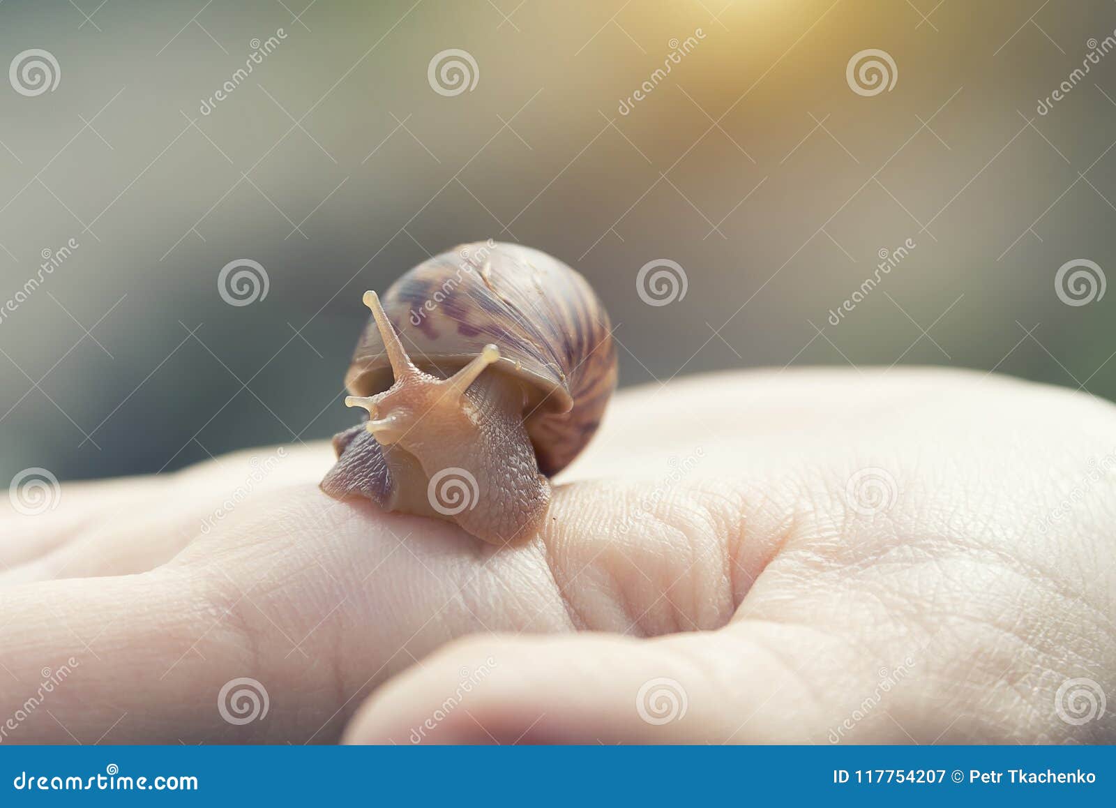 Hand Snails of Ahatina Sit on Their Hands Stock Image - Image of ...