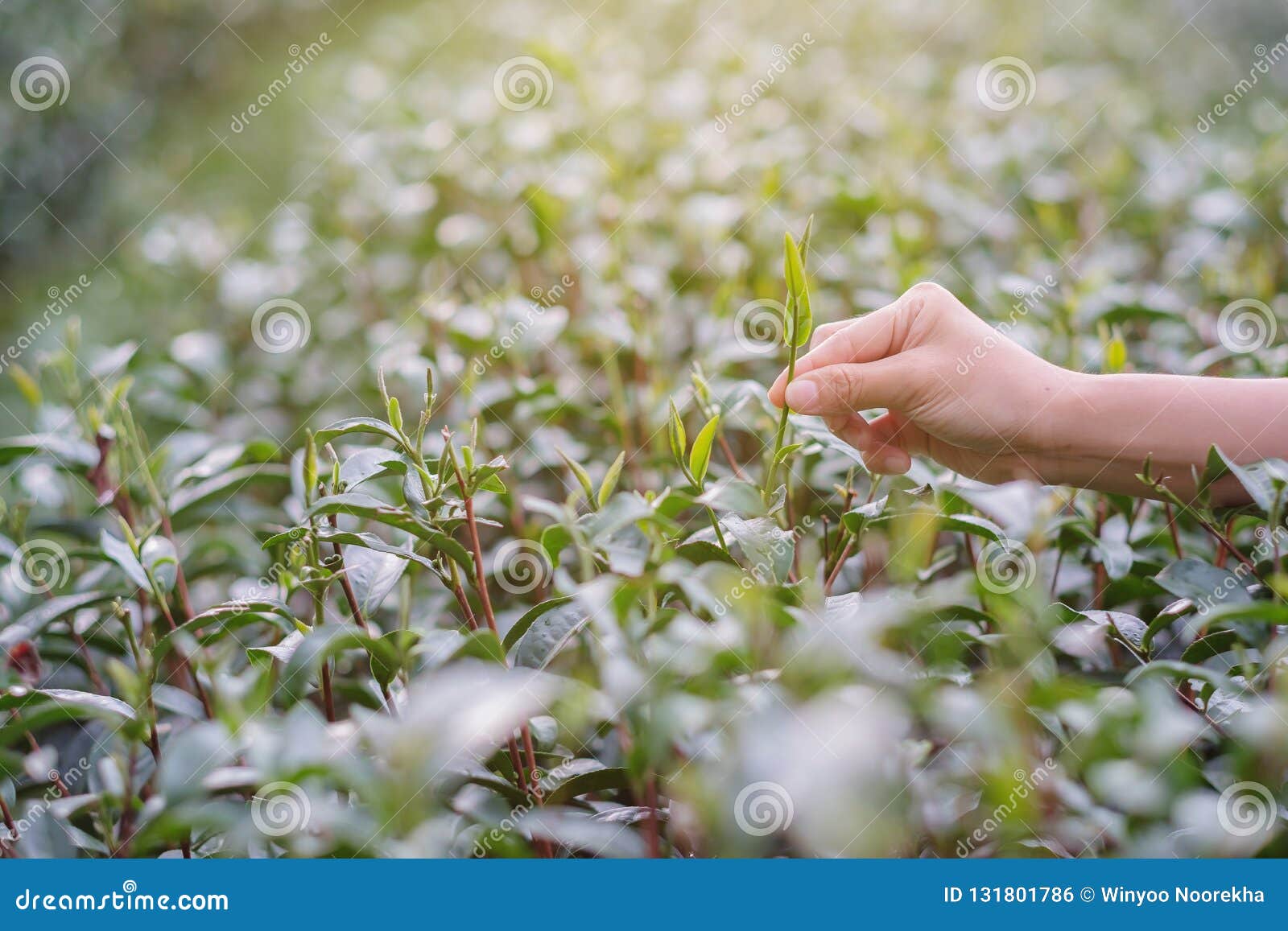 Hand of Someone Pick Tea Leaf. Stock Photo - Image of asian, beauty ...