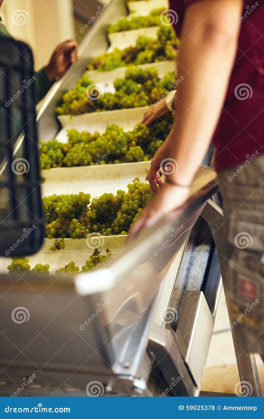 Hand Sorting Grapes on a Conveyor Belt at Winery Stock Photo - Image of ...