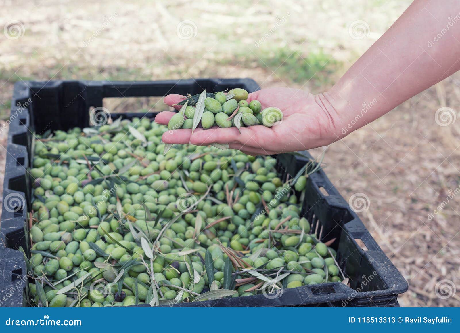 Hand Sorting Out Collected Green Olives Stock Image - Image of croatia ...