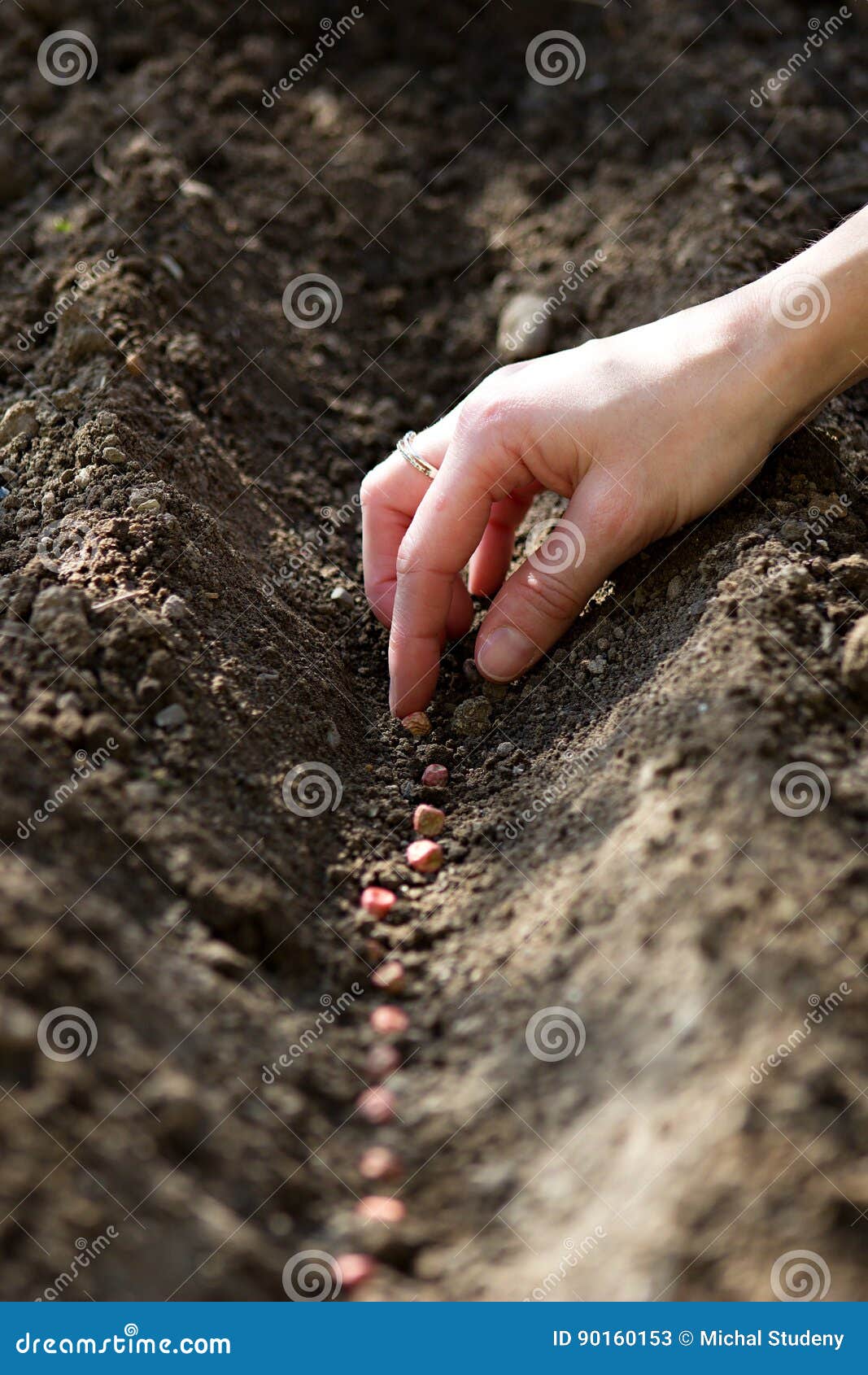 Hand Sowing Seeds of Peas To Flower Bed Stock Image - Image of ready ...