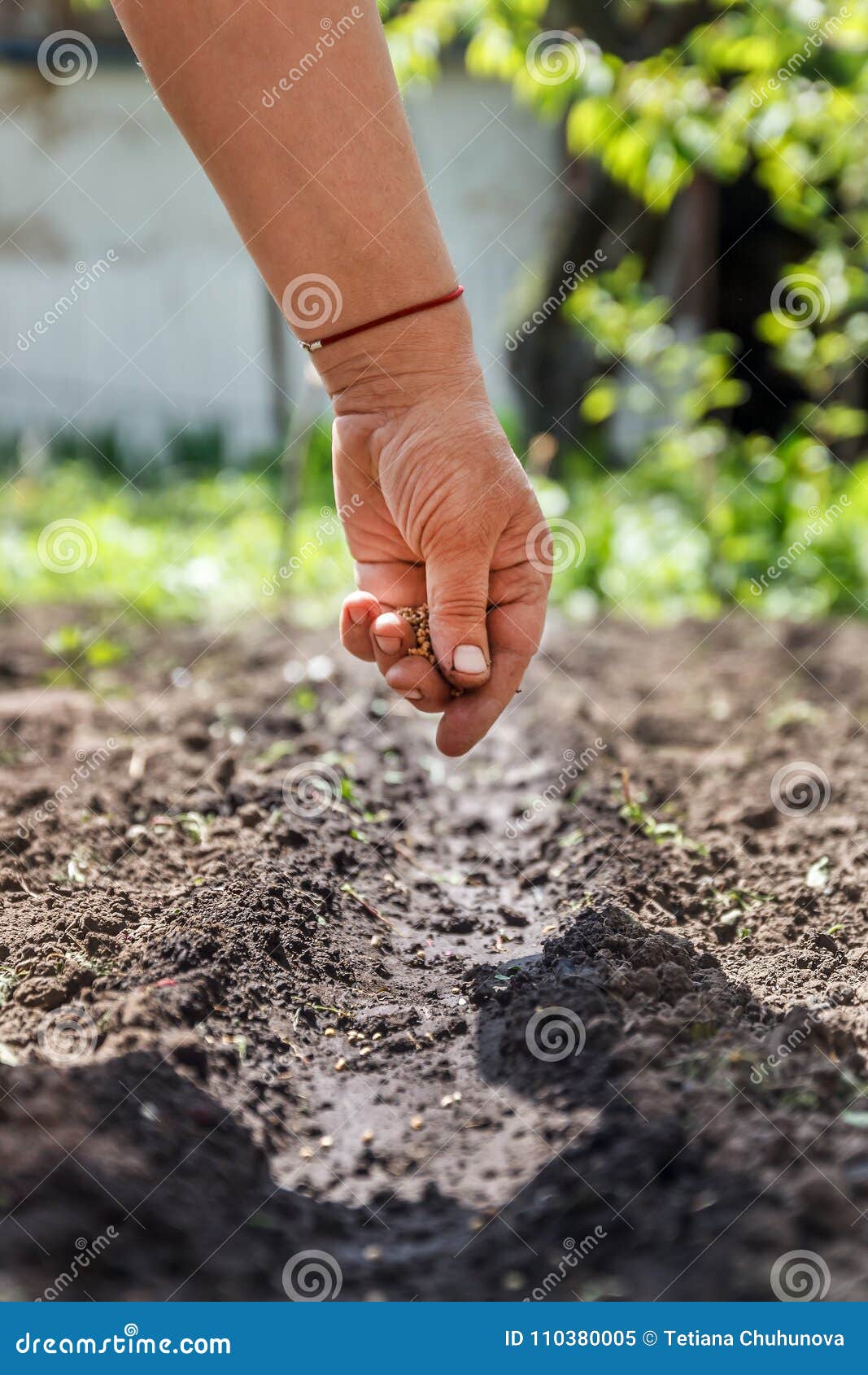 A Hand Sowing Seeds into the Soil Stock Image - Image of hand, grain ...