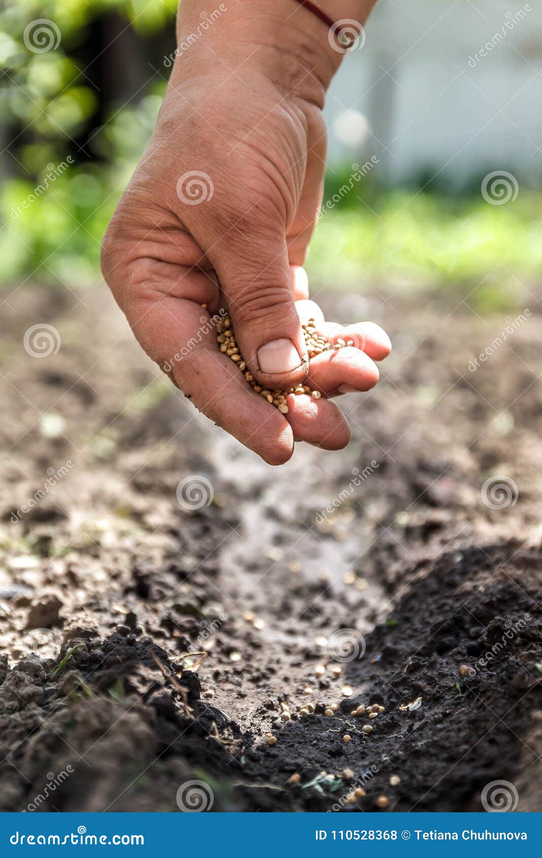 A Hand Sowing Seeds into the Soil Stock Photo - Image of dirt, hands ...