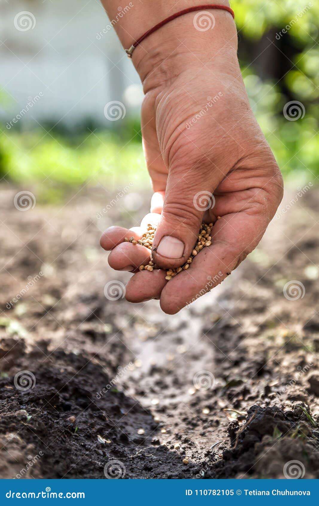 A Hand Sowing Seeds into the Soil Stock Image - Image of earth, fresh ...