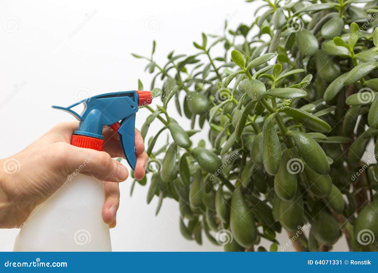 Hand Sprays Water on Indoor Plant Stock Image - Image of growth, indoor ...