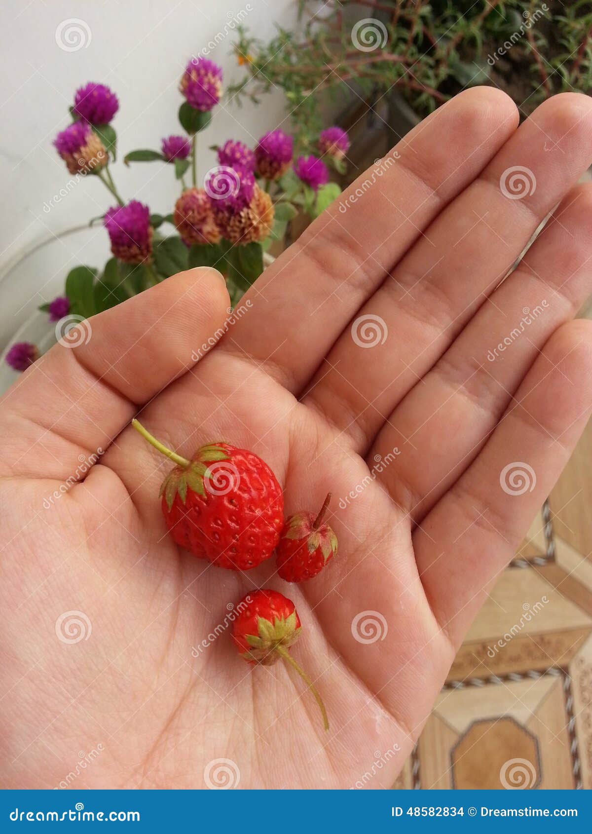 Hand with strawberries stock photo. Image of sweet, diet - 48582834