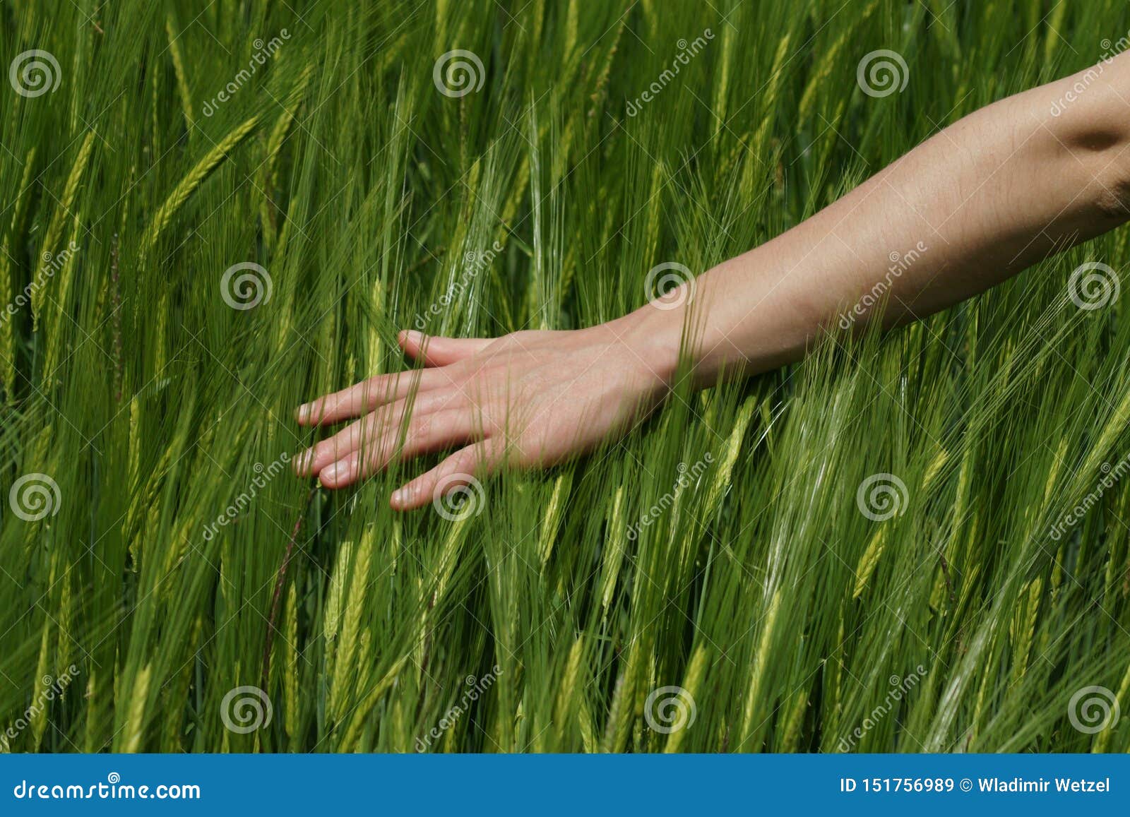 Hand on a wide grain field stock image. Image of nutzpflanze - 151756989