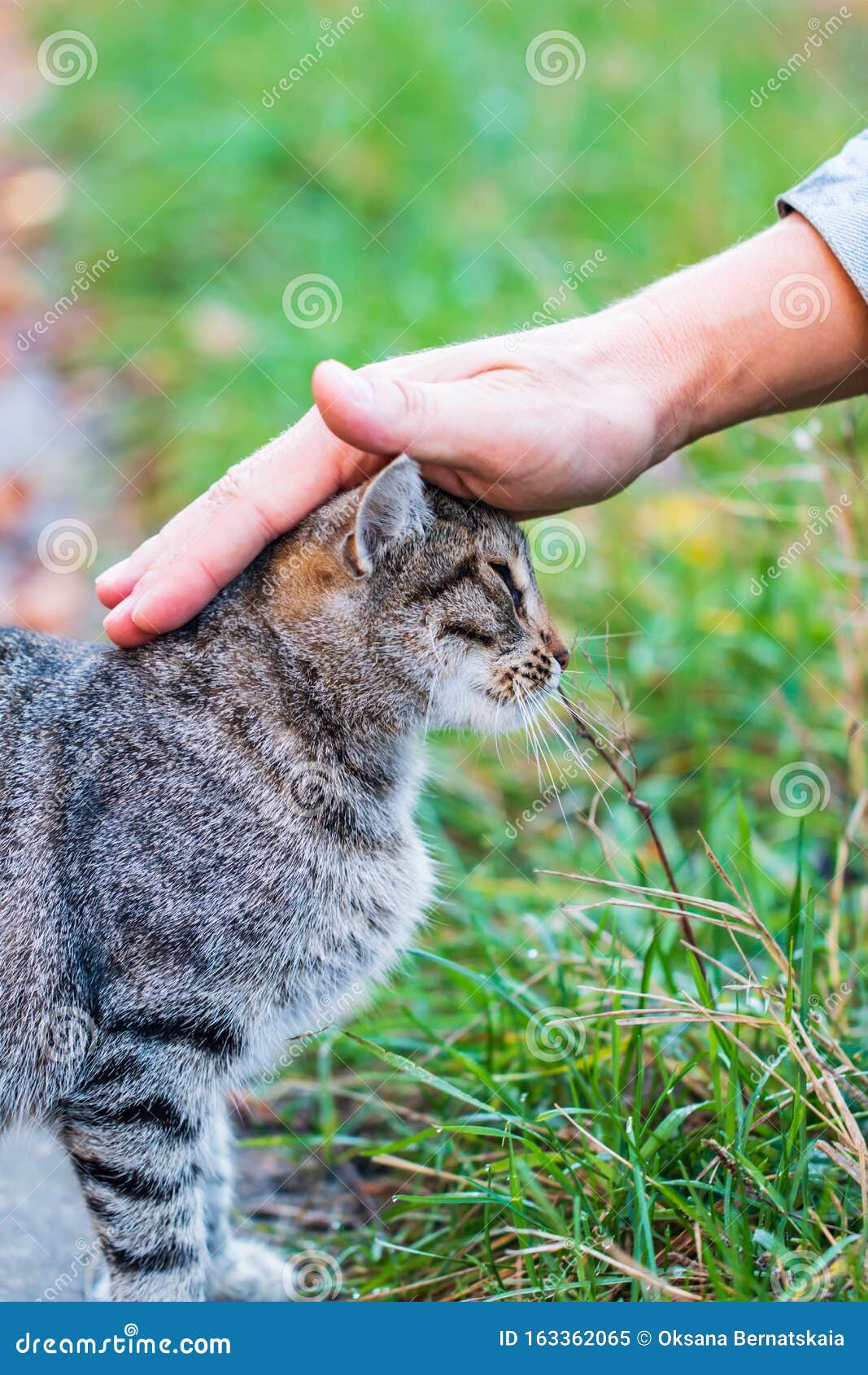 Hand Stroking a Cat on a Walk Stock Image - Image of stroking, walk ...