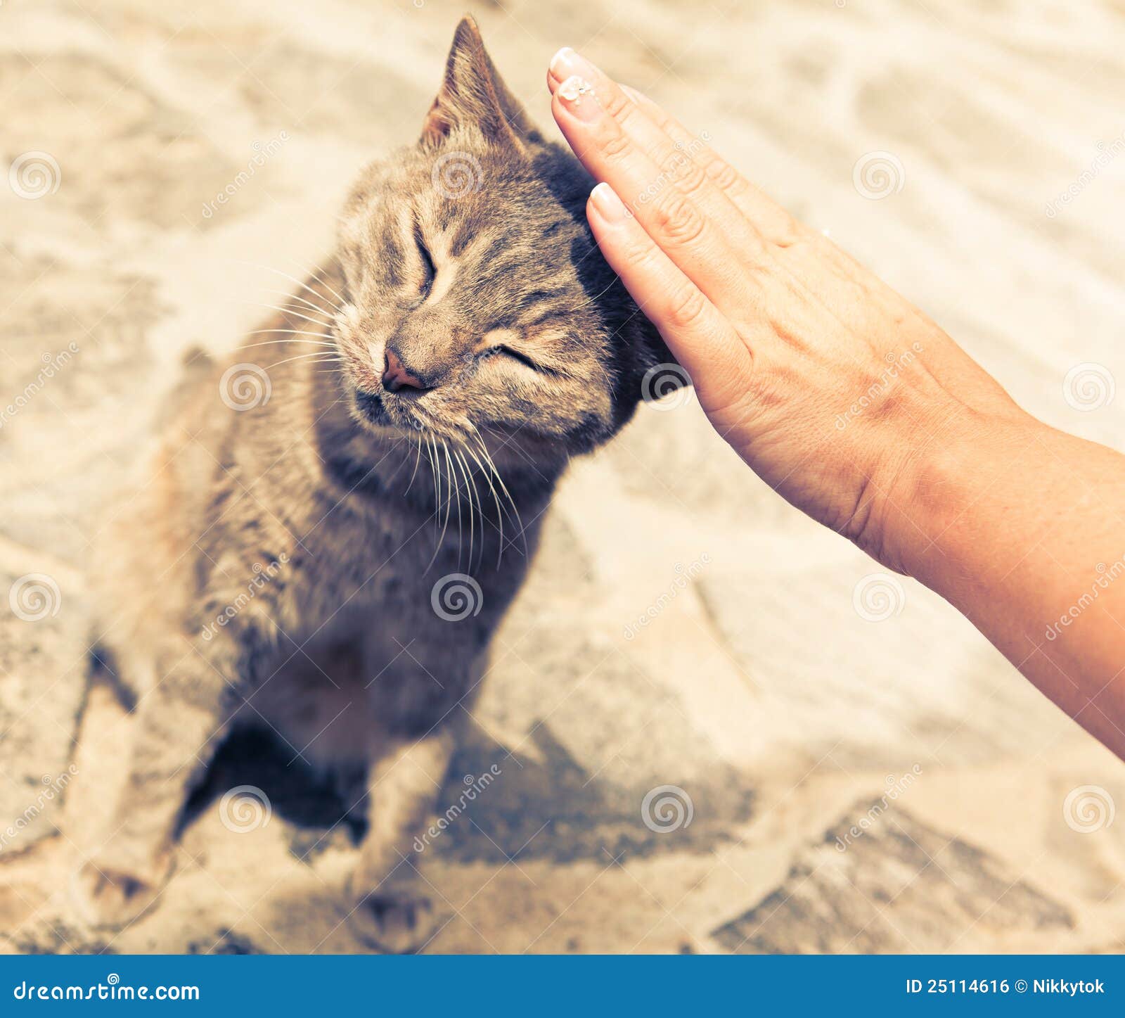 Hand stroking cat stock photo. Image of outdoors, close - 25114616