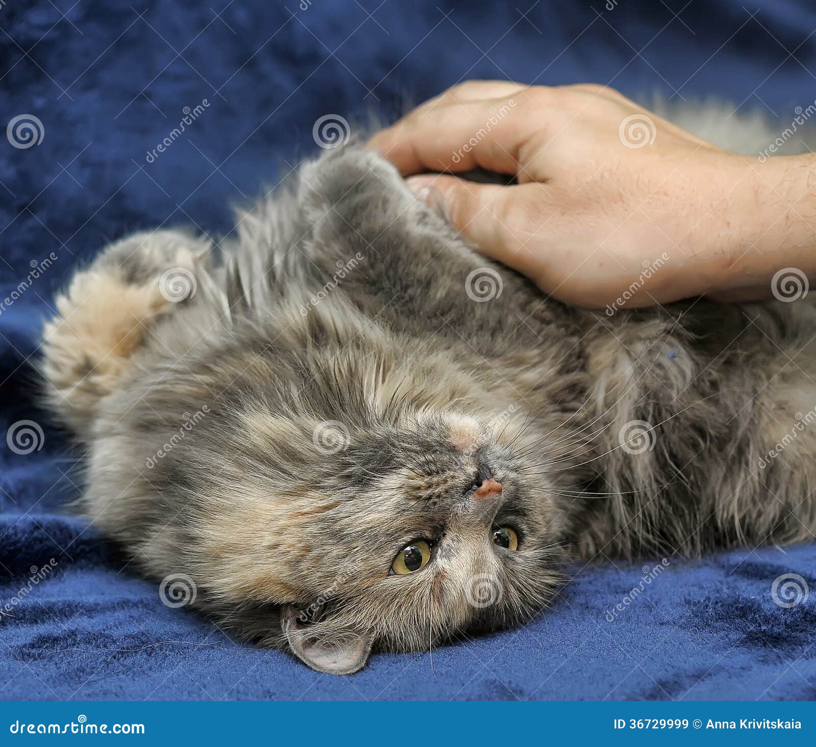 Hand stroking cat stock image. Image of closeup, person - 36729999