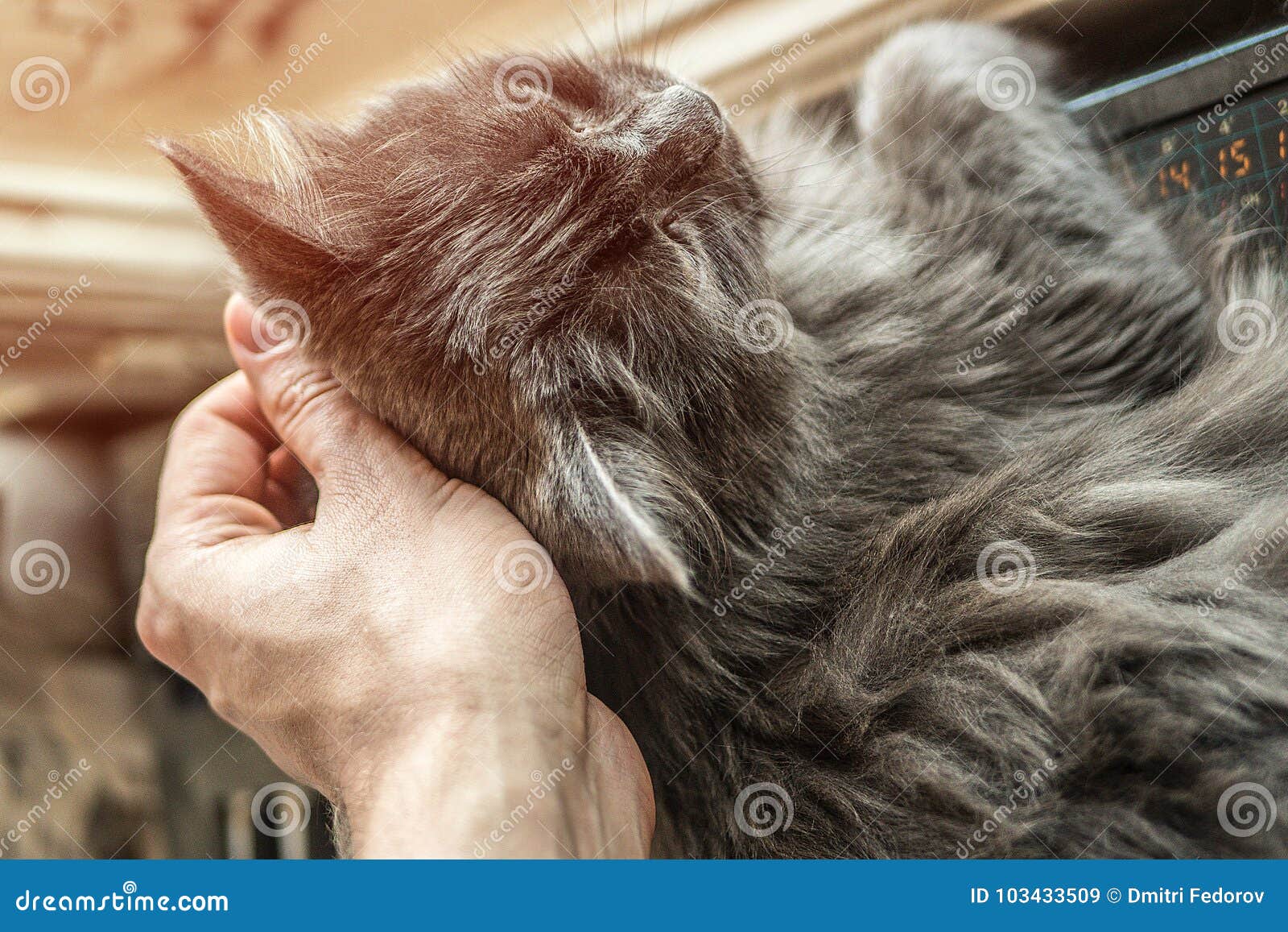Hand Stroking the Cat on the Head Stock Image - Image of head, human ...