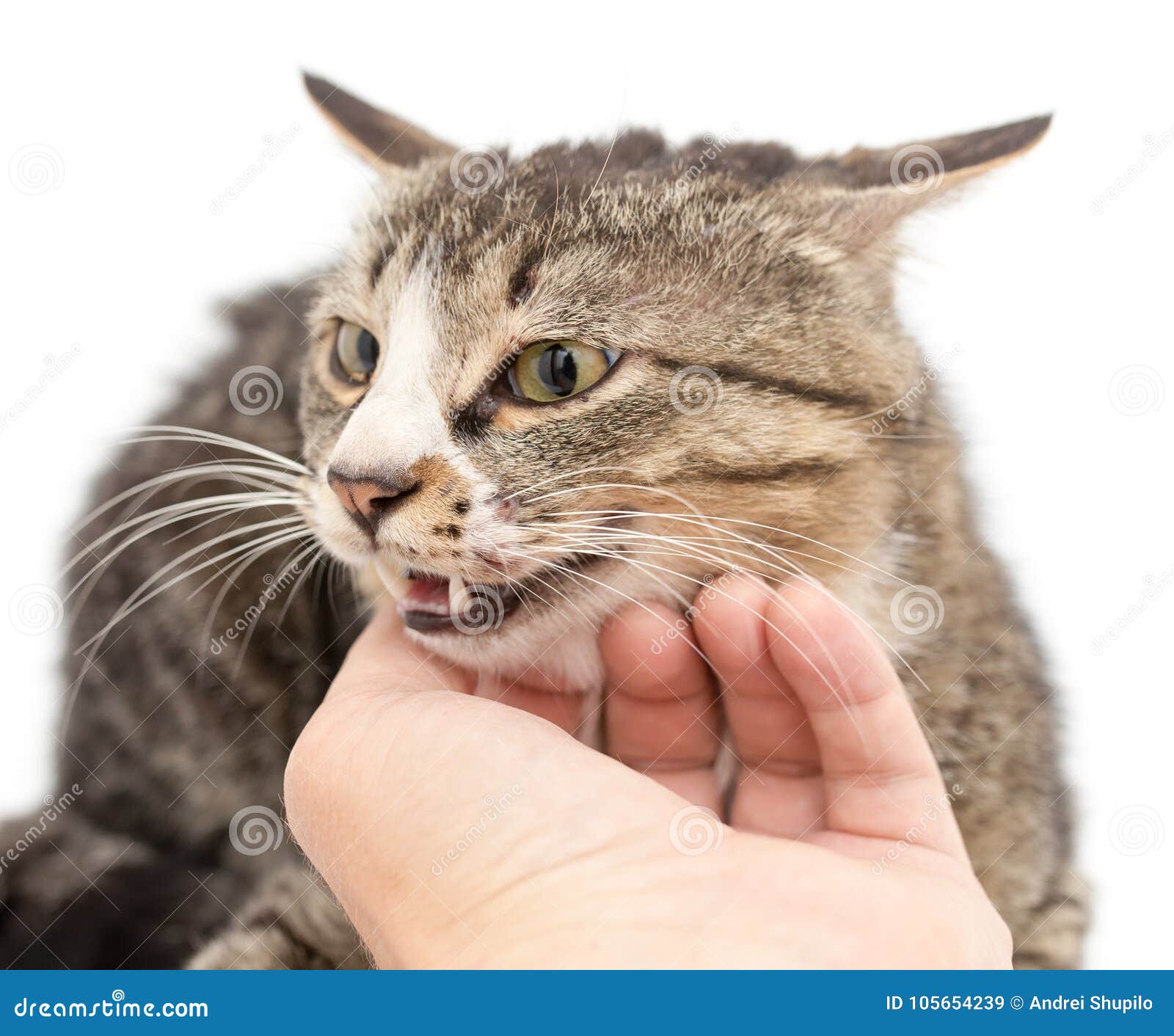 Hand Stroking a Cat on a White Background Stock Image - Image of feline ...