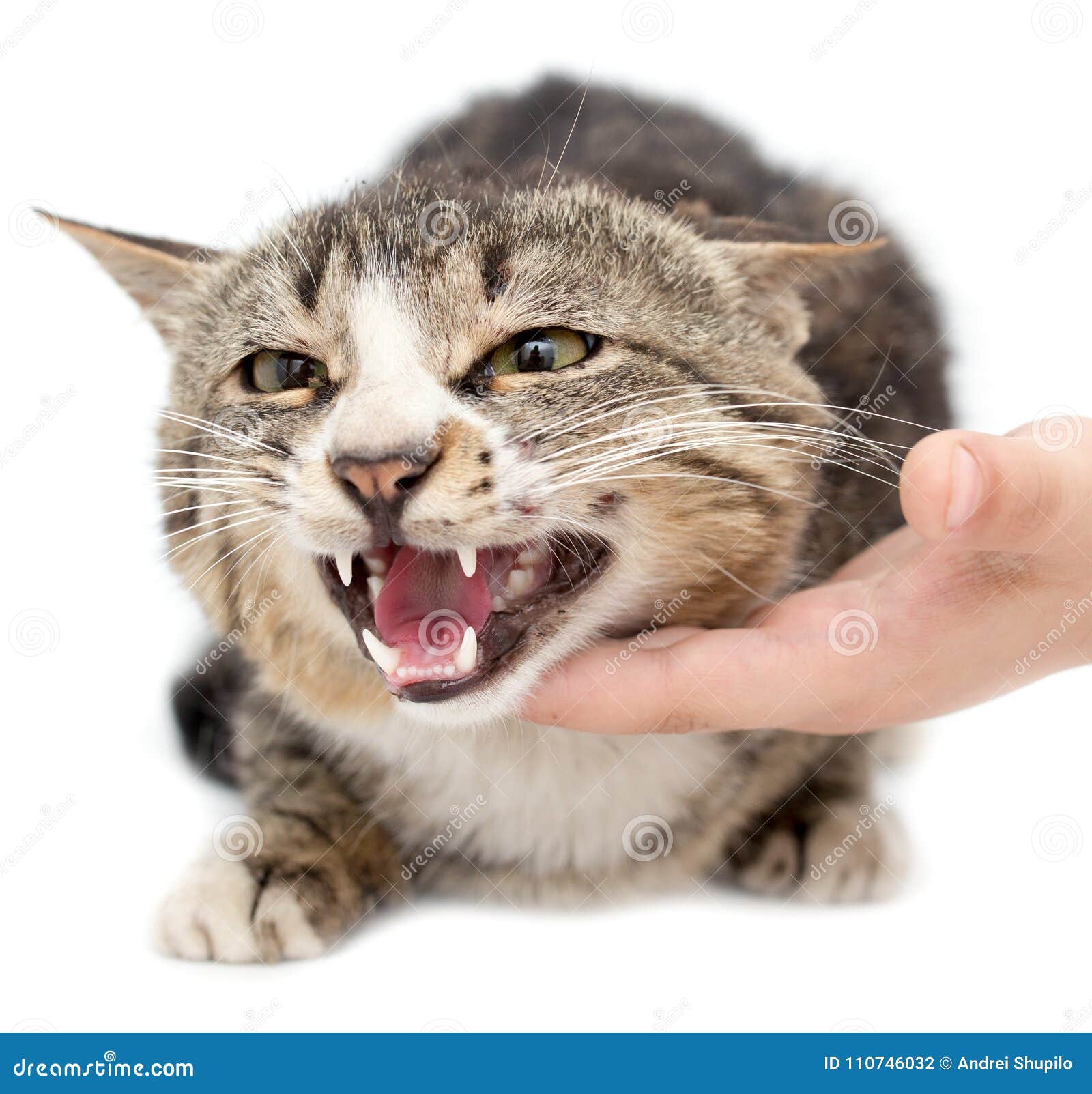 Hand Stroking a Cat on a White Background Stock Photo - Image of ...